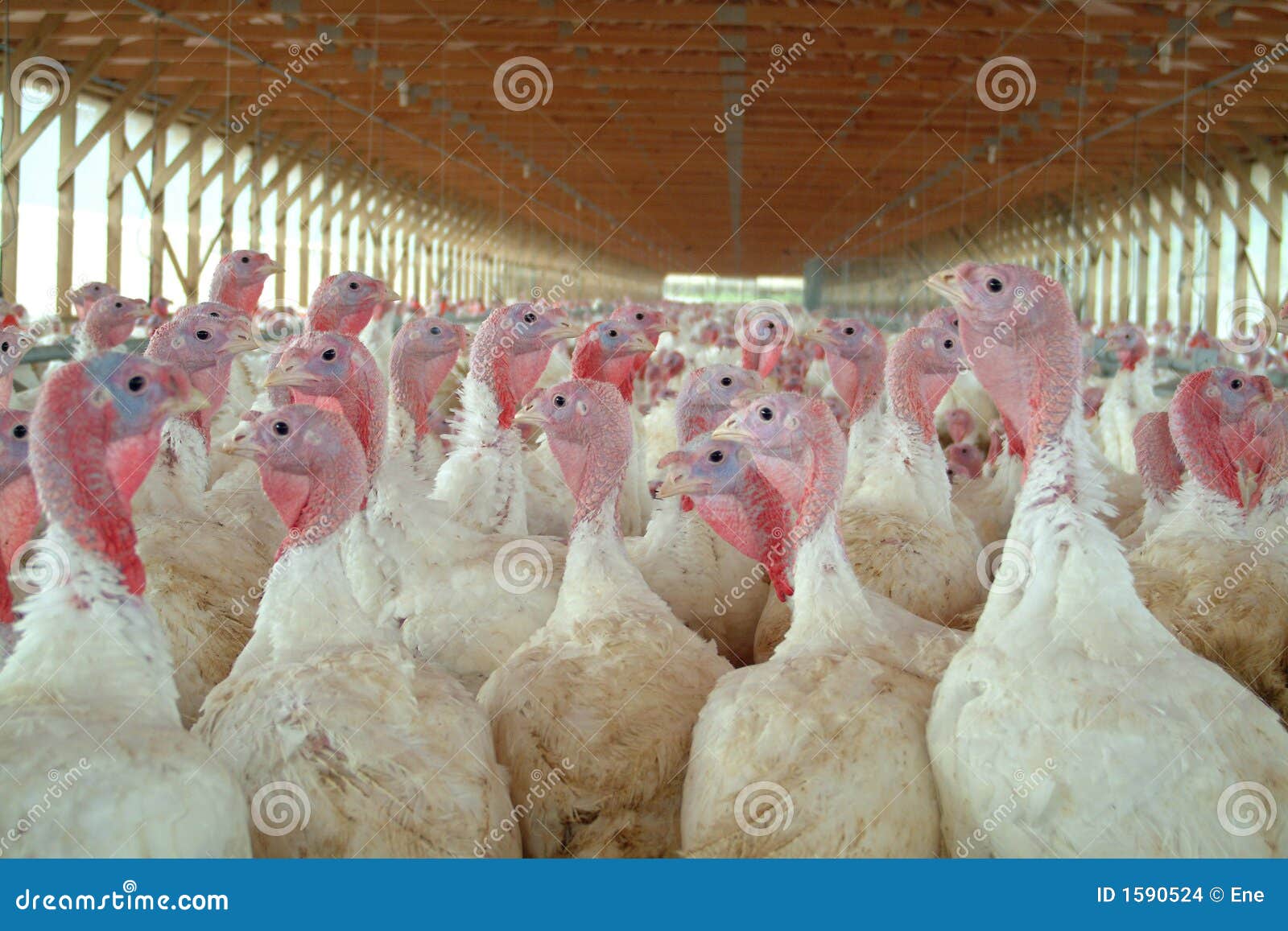 Young turkeys stock photo. Image of home, feathery, bird - 1590524