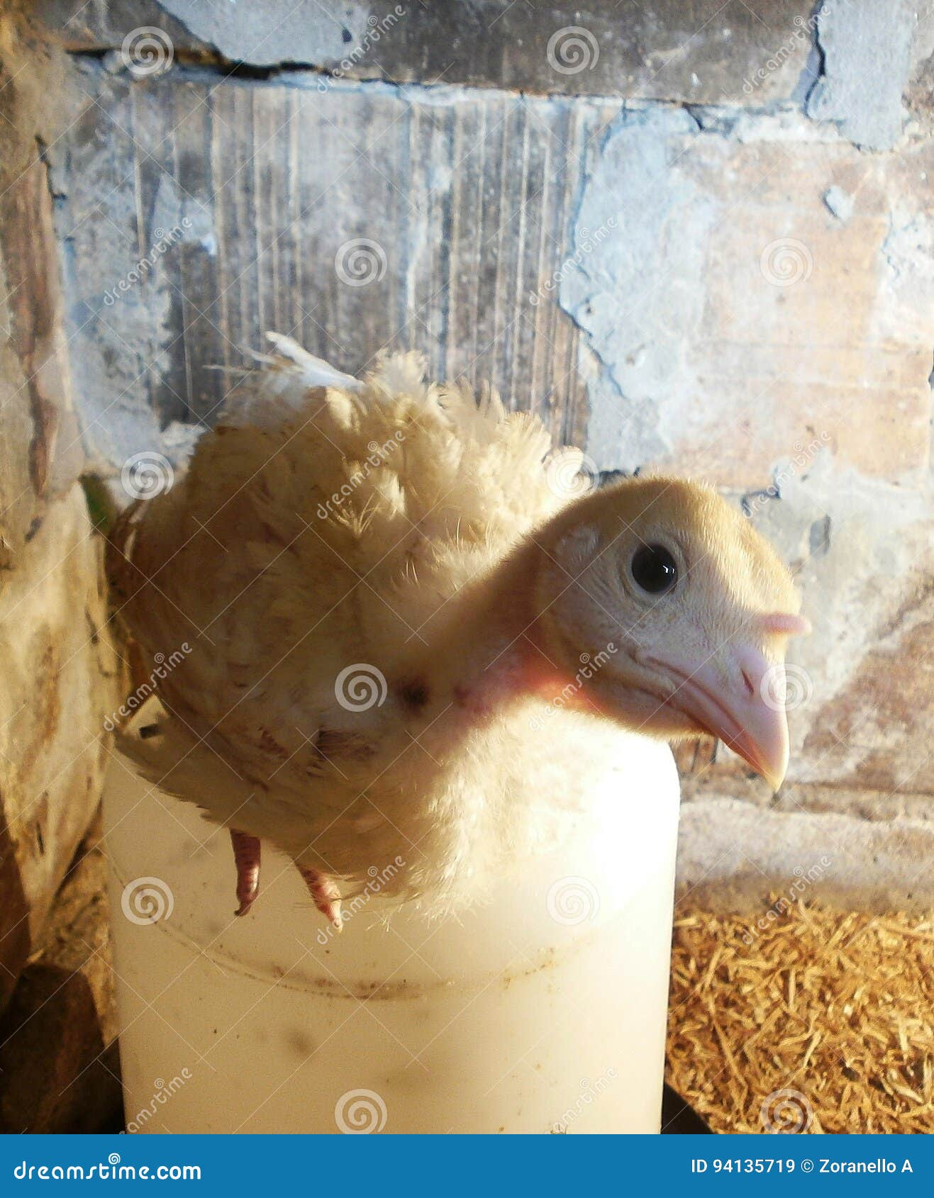 Young turkeys stock image. Image of beak, flock, hunter - 94135719