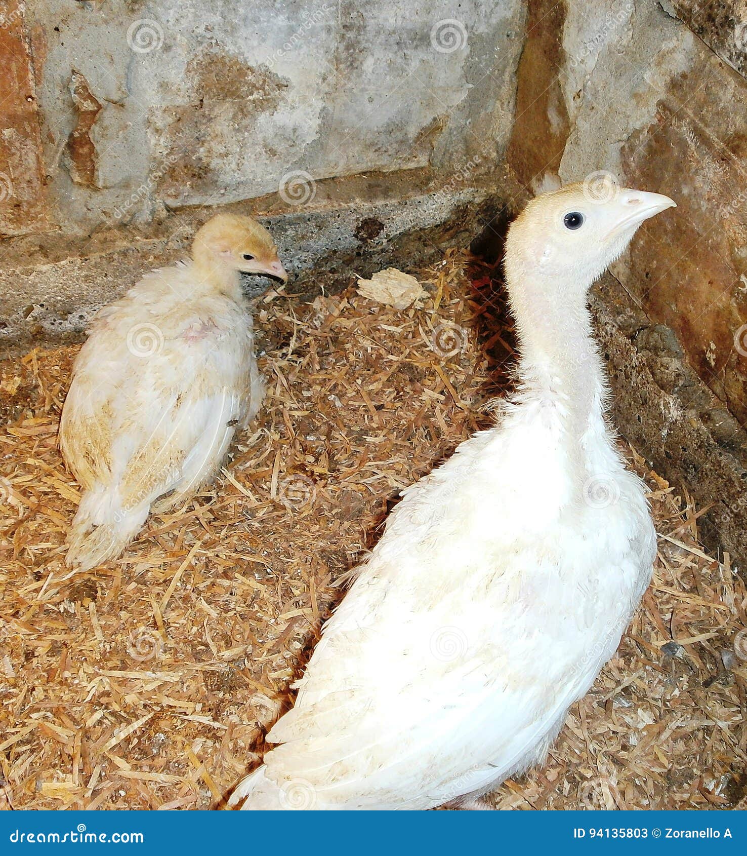 Young turkeys stock image. Image of domestic, beak, meleatris - 94135803