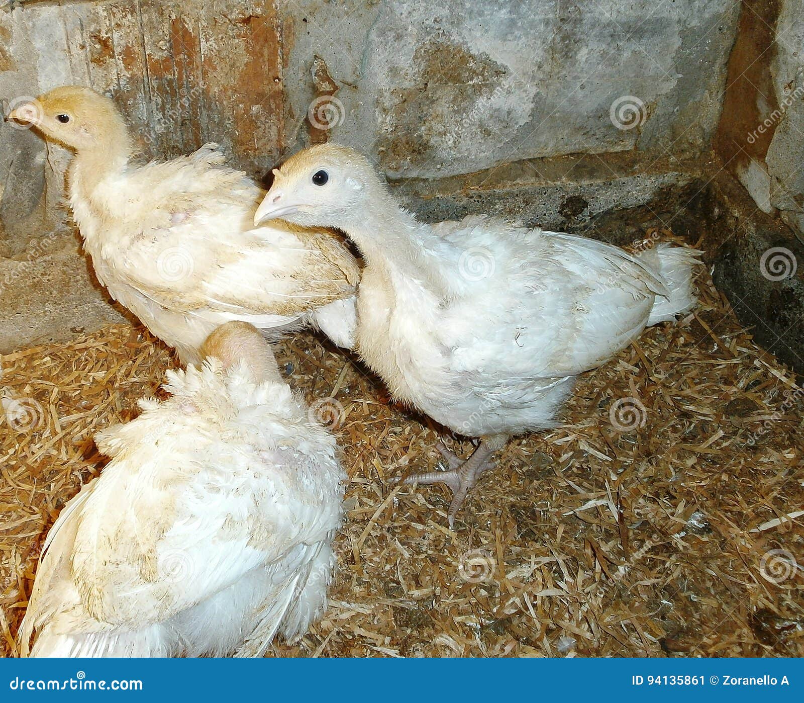 Young turkeys stock image. Image of corn, field, business - 94135861