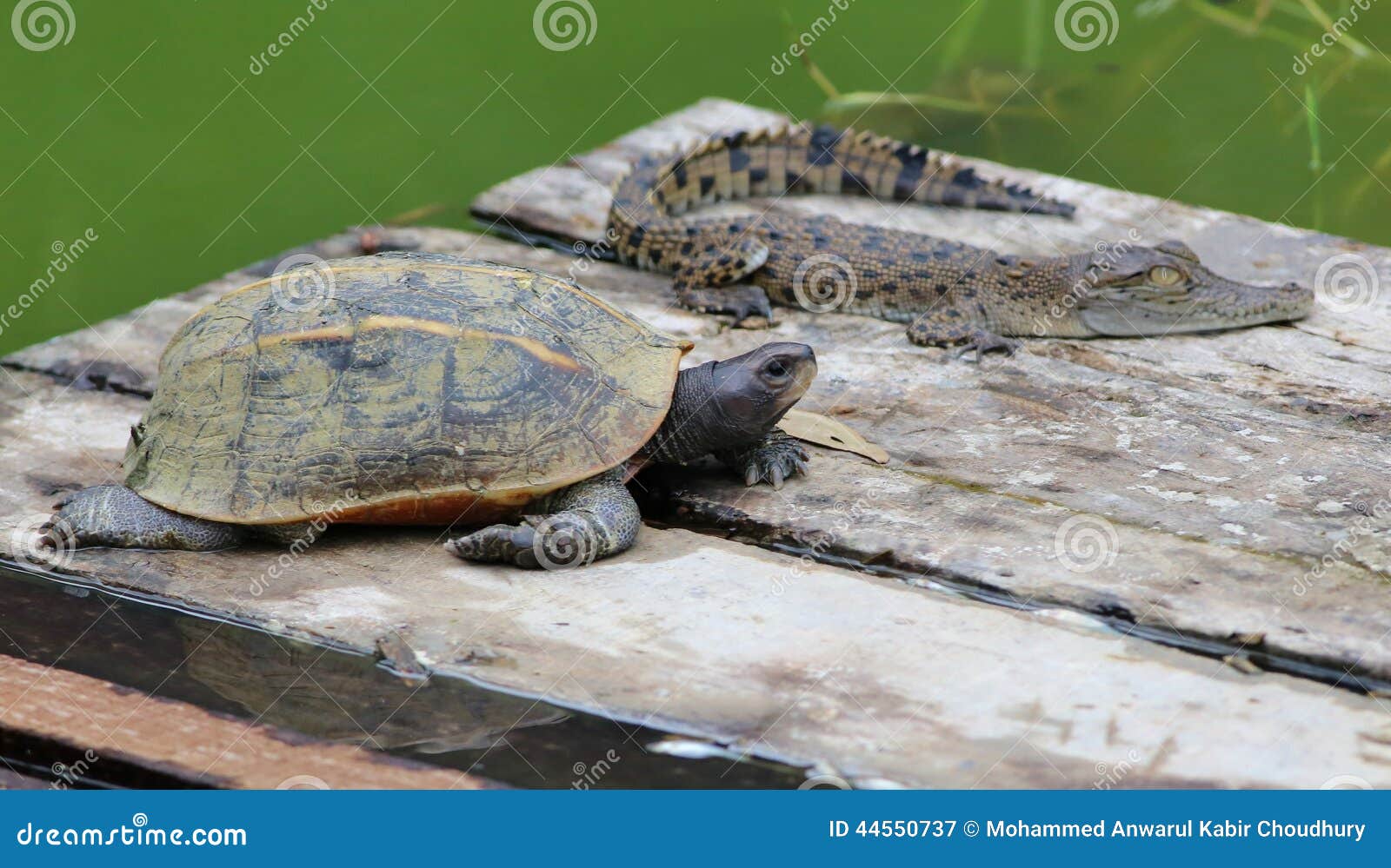 Young Turtle with Crocodile Stock Image - Image of little, crocodile ...