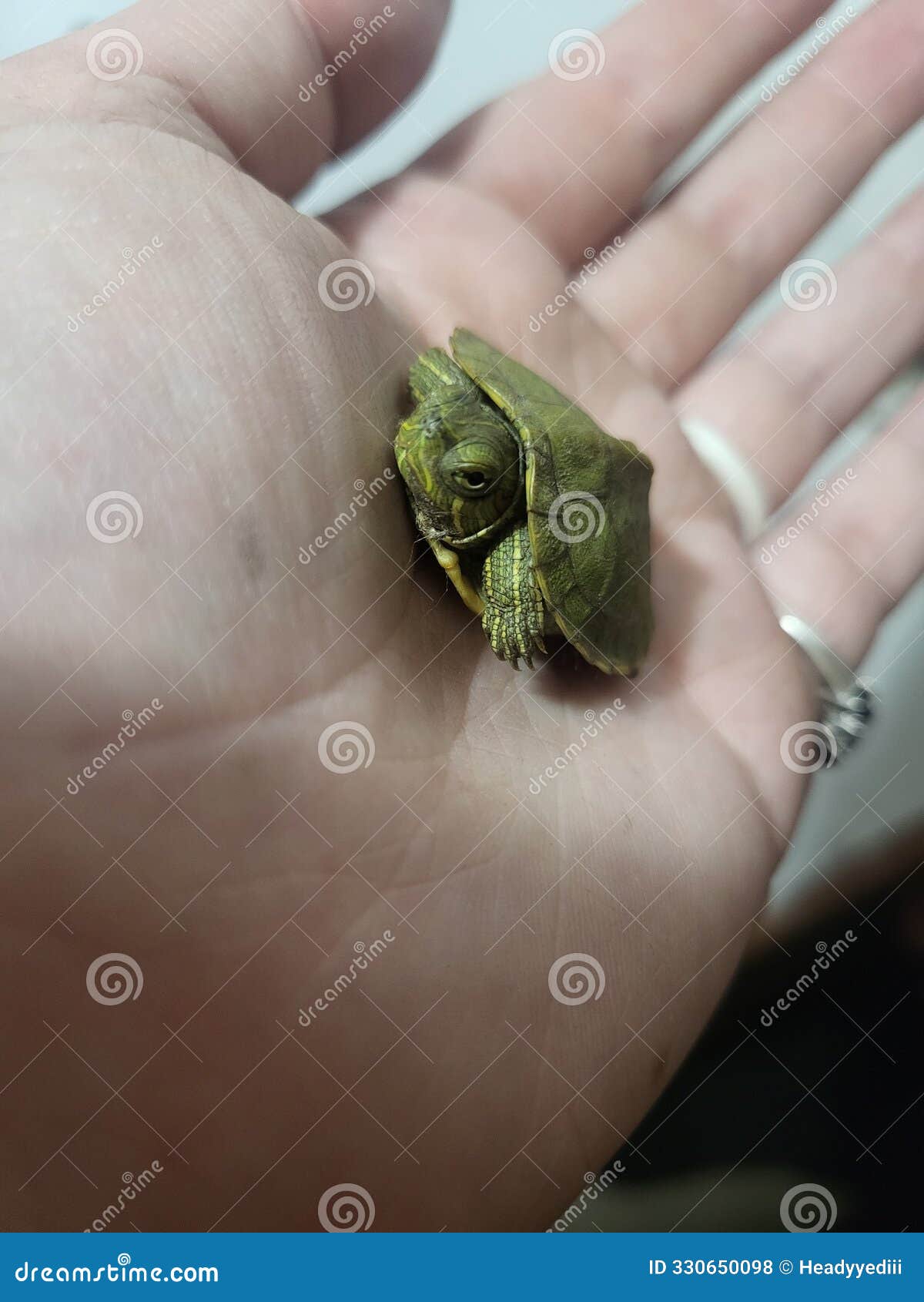 Young turtle in hand stock photo. Image of wildlife - 330650098