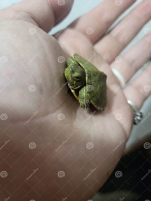 Young turtle in hand stock photo. Image of wildlife - 330650098