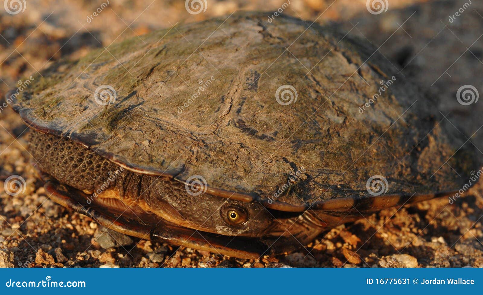Young Turtle in it s Shell stock image. Image of animal - 16775631