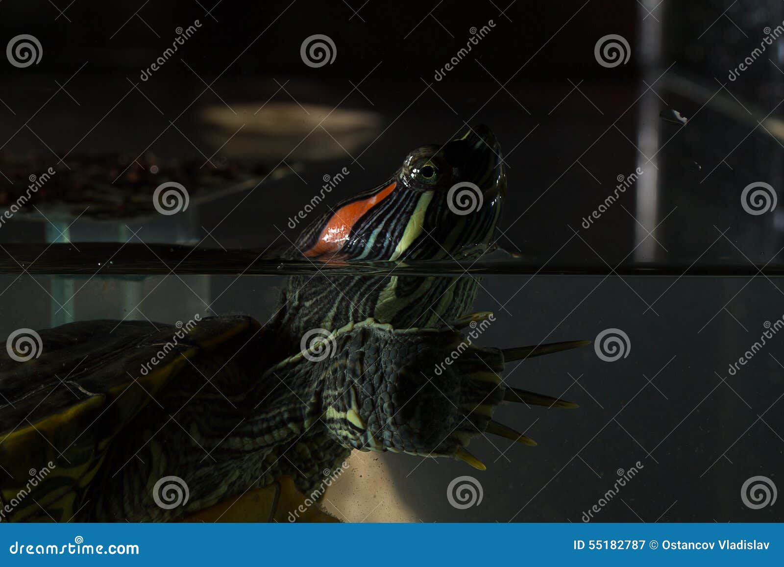 Young turtle stock image. Image of shell, blue, reptile - 55182787