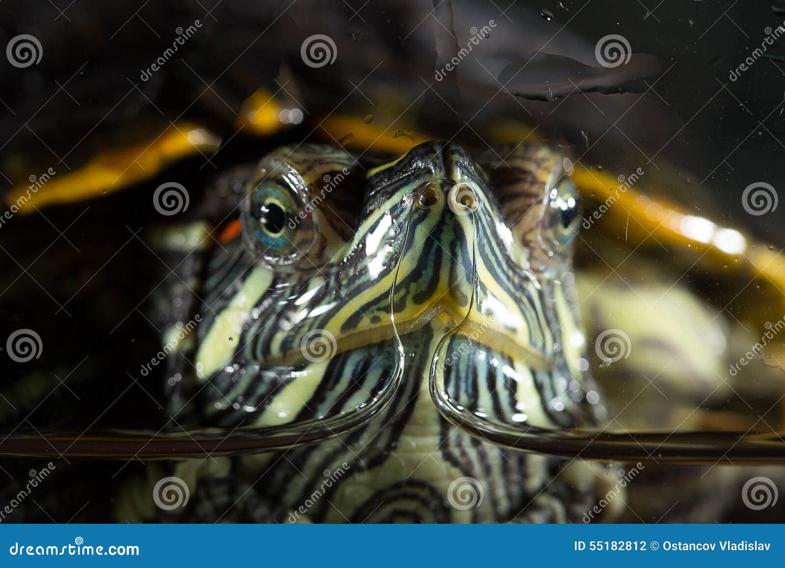 Young turtle stock photo. Image of horizontal, outdoors - 55182812
