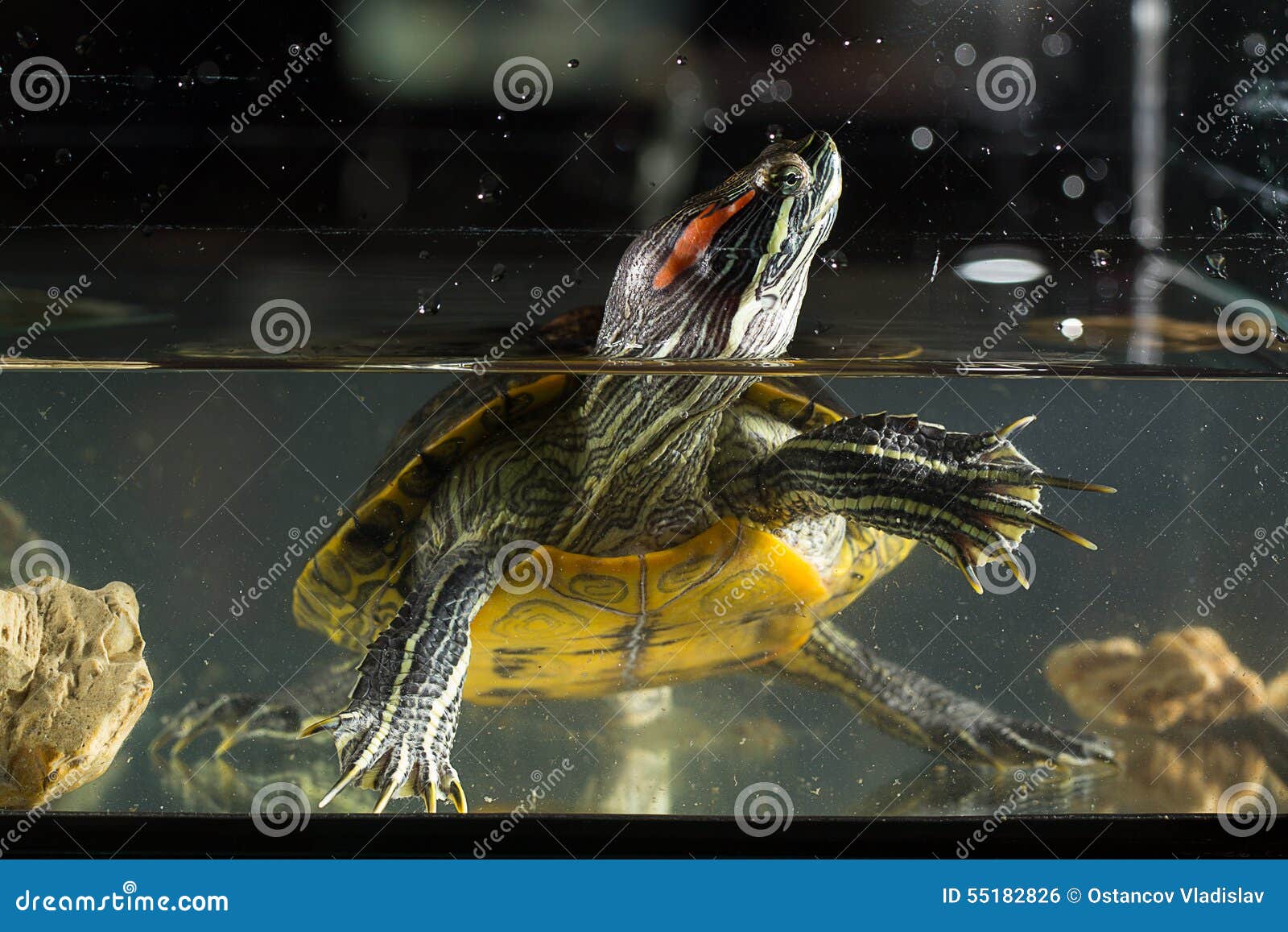 Young turtle stock photo. Image of shell, macro, color - 55182826