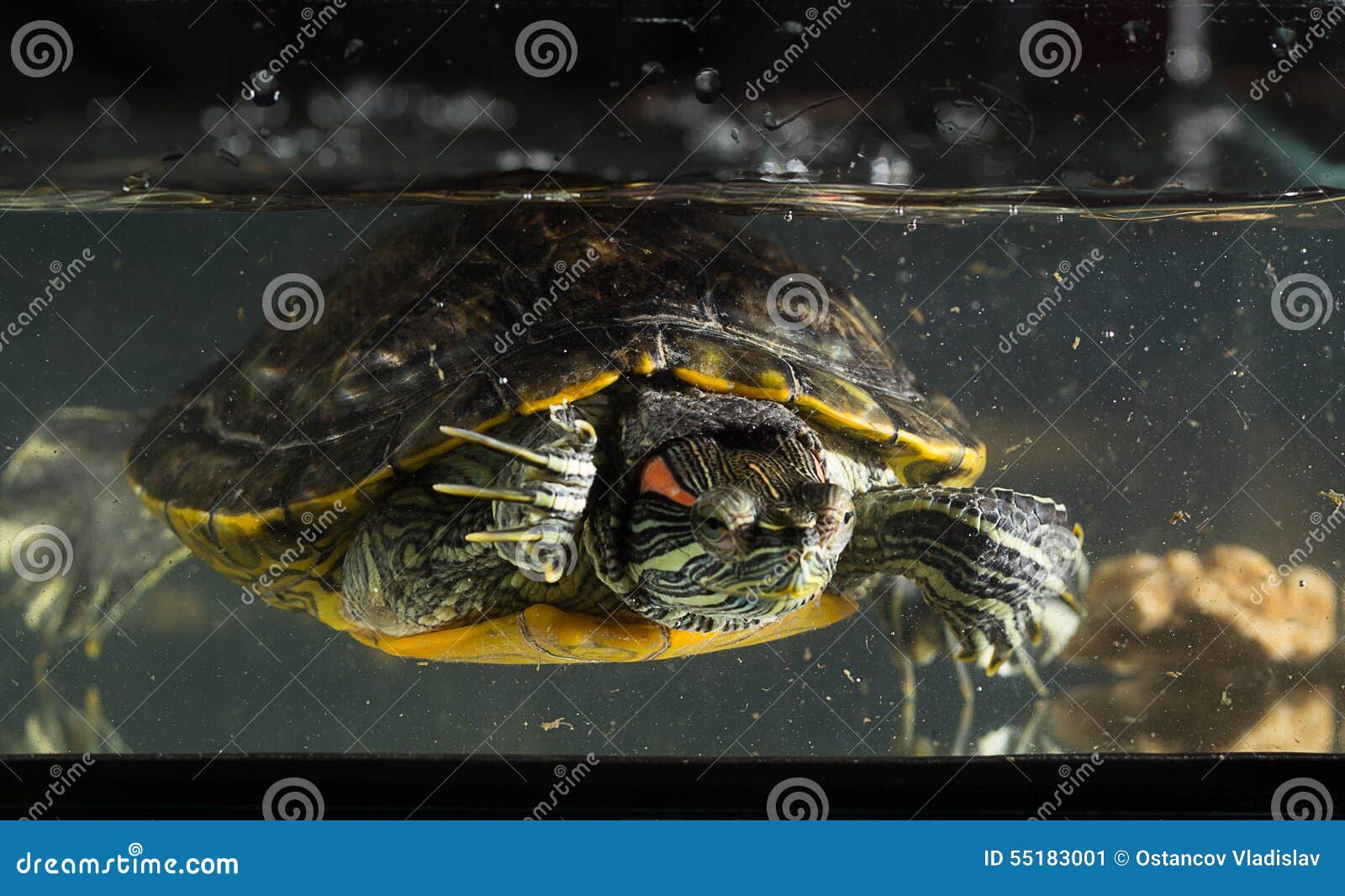 Young turtle stock image. Image of interior, hungry, pets - 55183001
