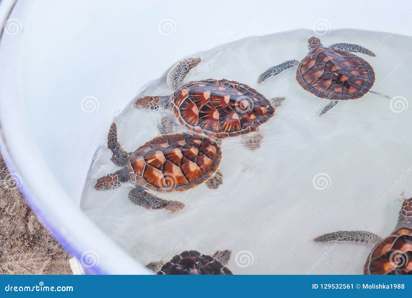 Young turtles in the pail stock image. Image of center - 129532561