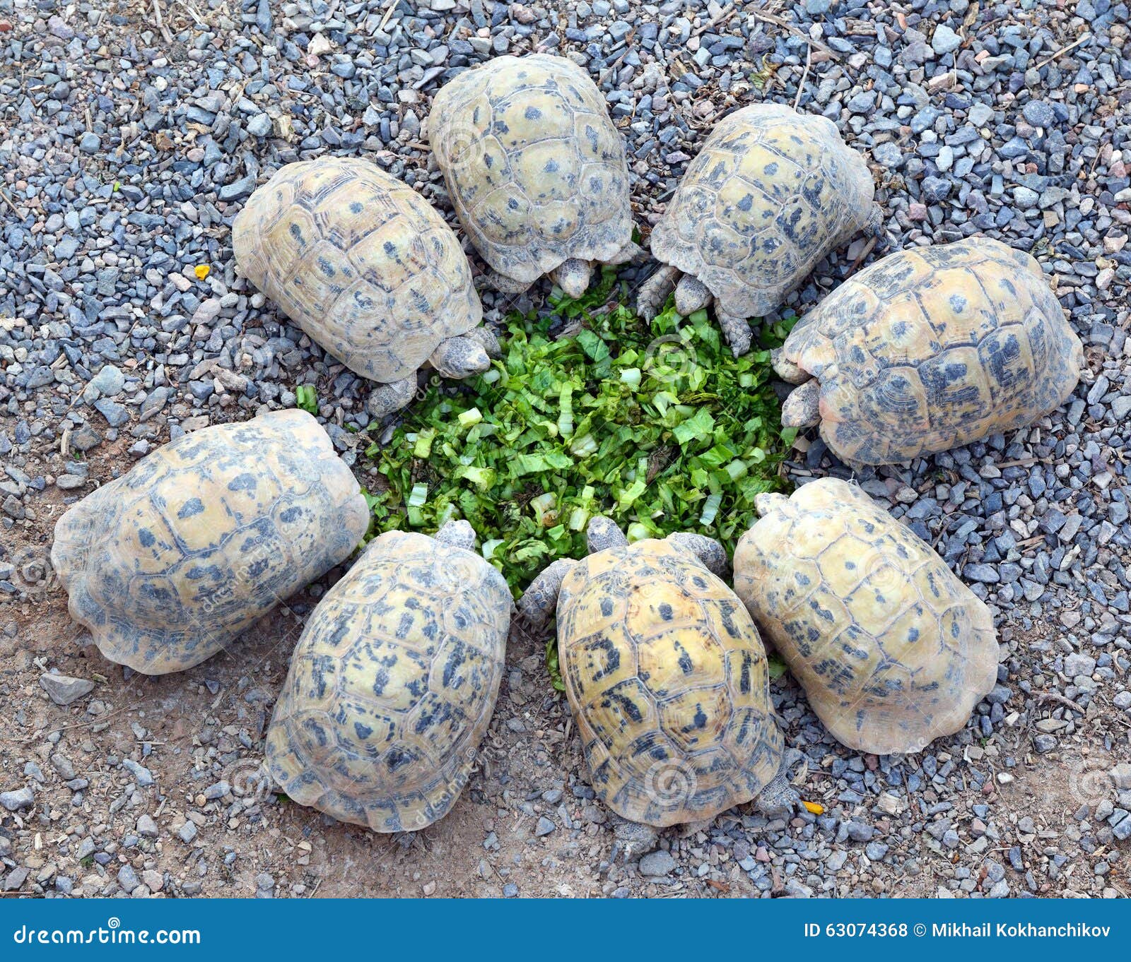 Young Turtles Stand Circle and Eating Salad Stock Photo - Image of ...