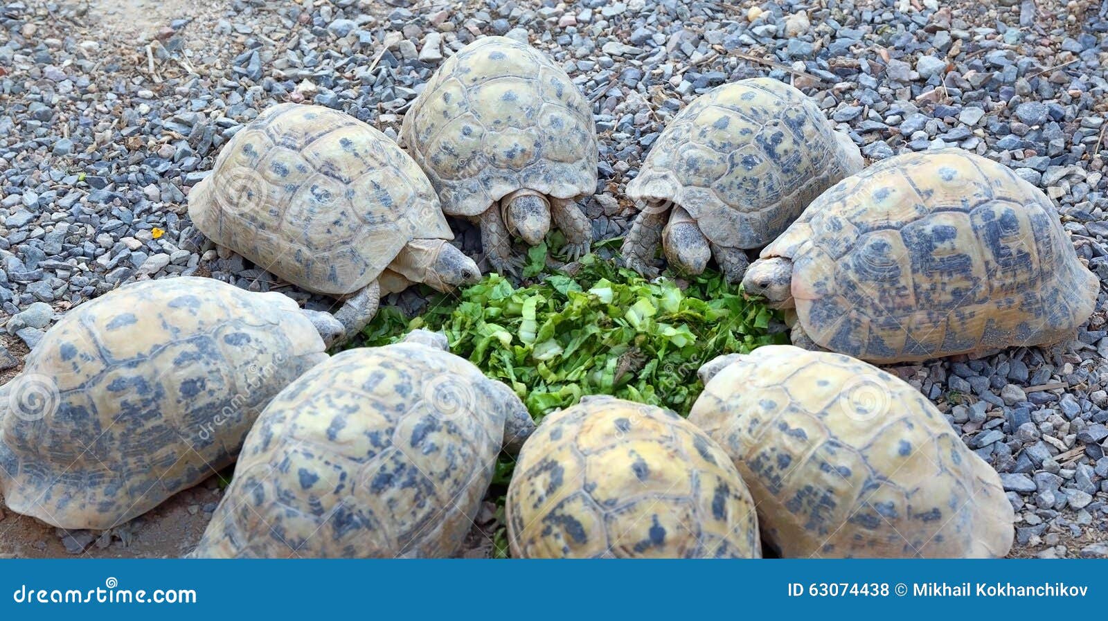 Young Turtles Stand Circle and Eating Salad Stock Photo - Image of ...