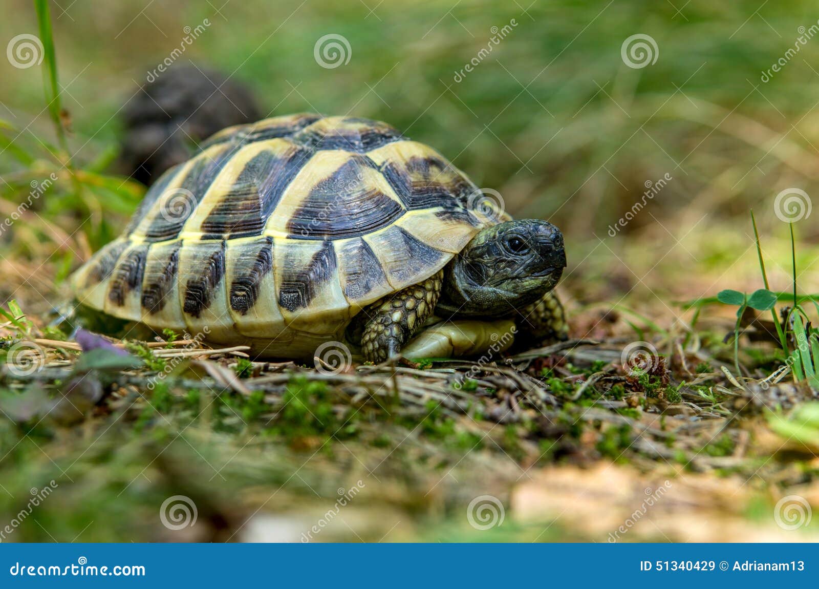 Young Turtles from the Wild Nature Stock Image - Image of testudo ...