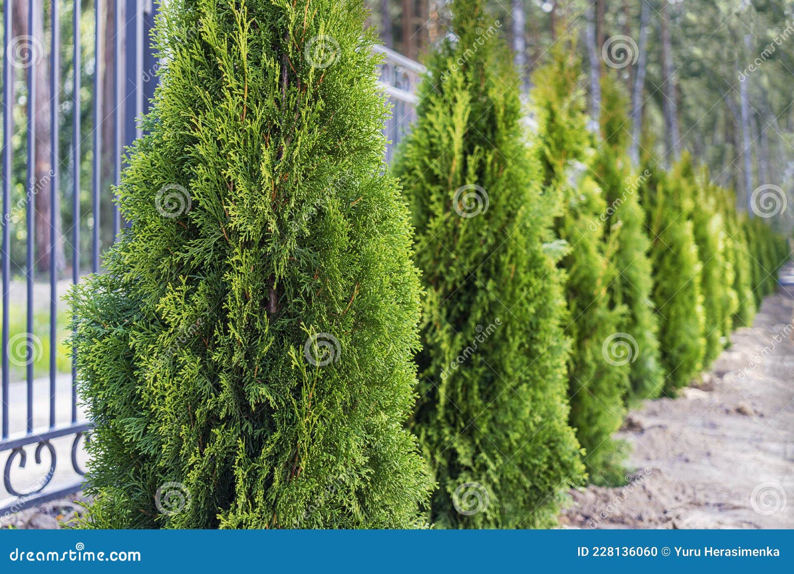 Young Tuya Trees Planted Along a Metal Fence. Selective Focus Stock ...