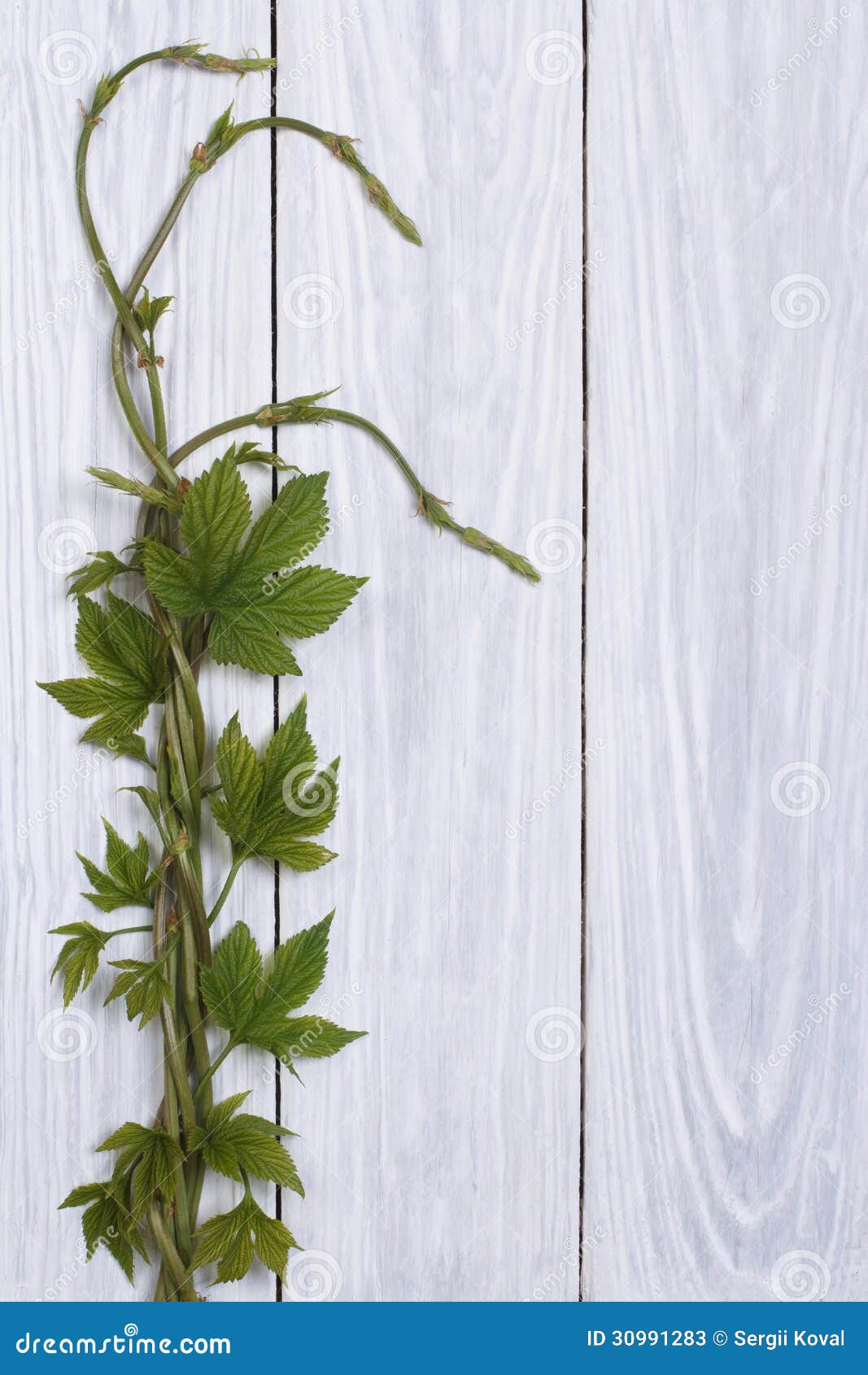 Young Twig Hops with Sprouts and Leaves Stock Image - Image of cone ...