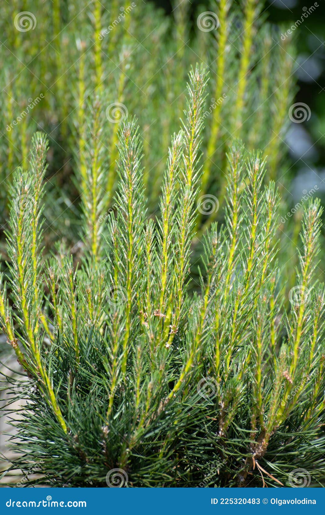 Young Twigs of Dwarf Pine in Spring Stock Image - Image of cones ...