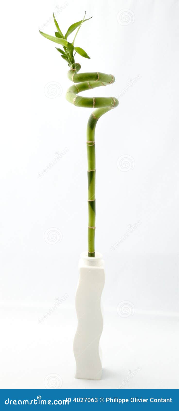 Young twisted bamboo stock image. Image of fresh, green - 4027063