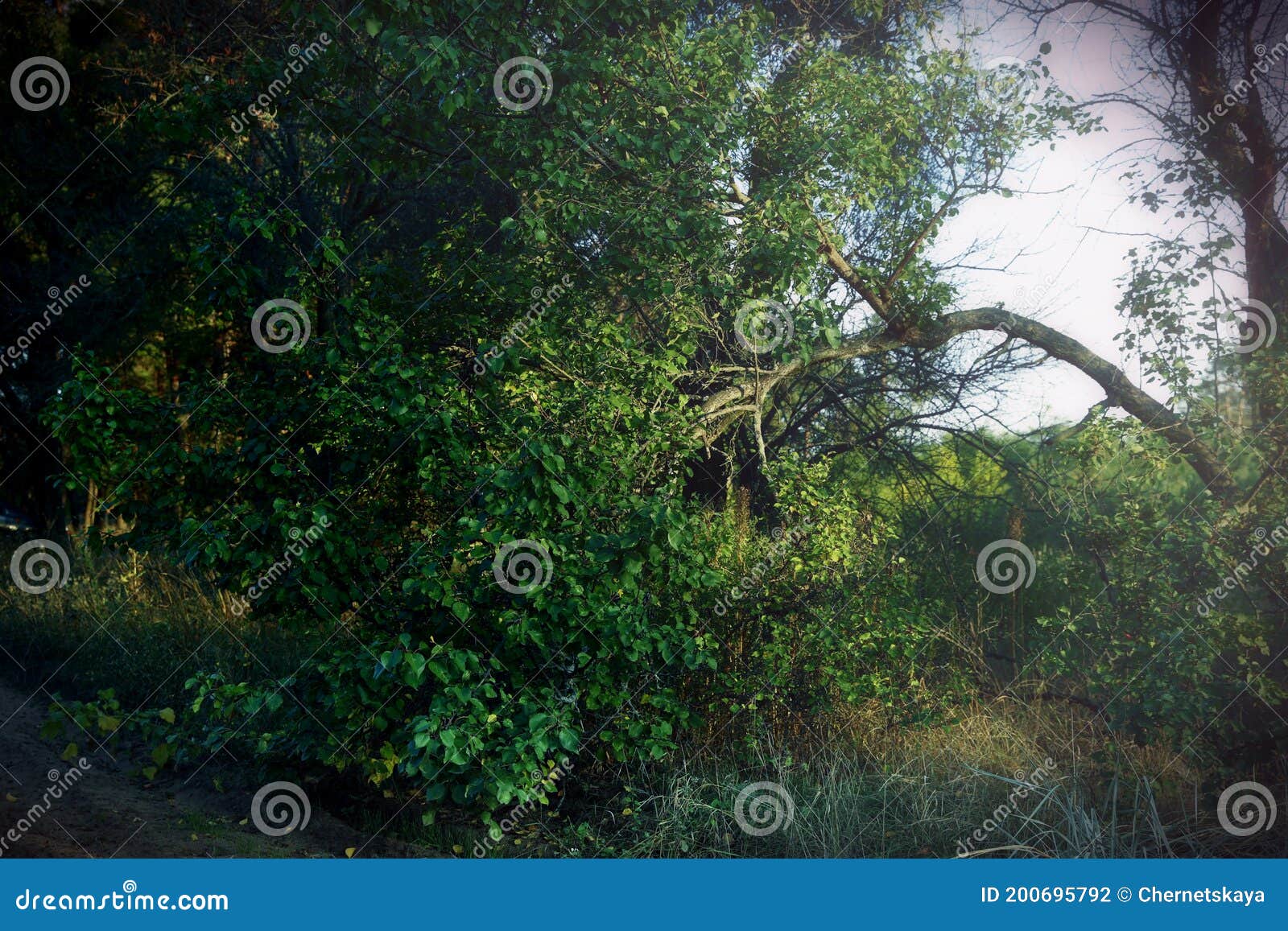 Young Twisted Tree Growing Outdoors. Fantasy Forest Stock Photo - Image ...