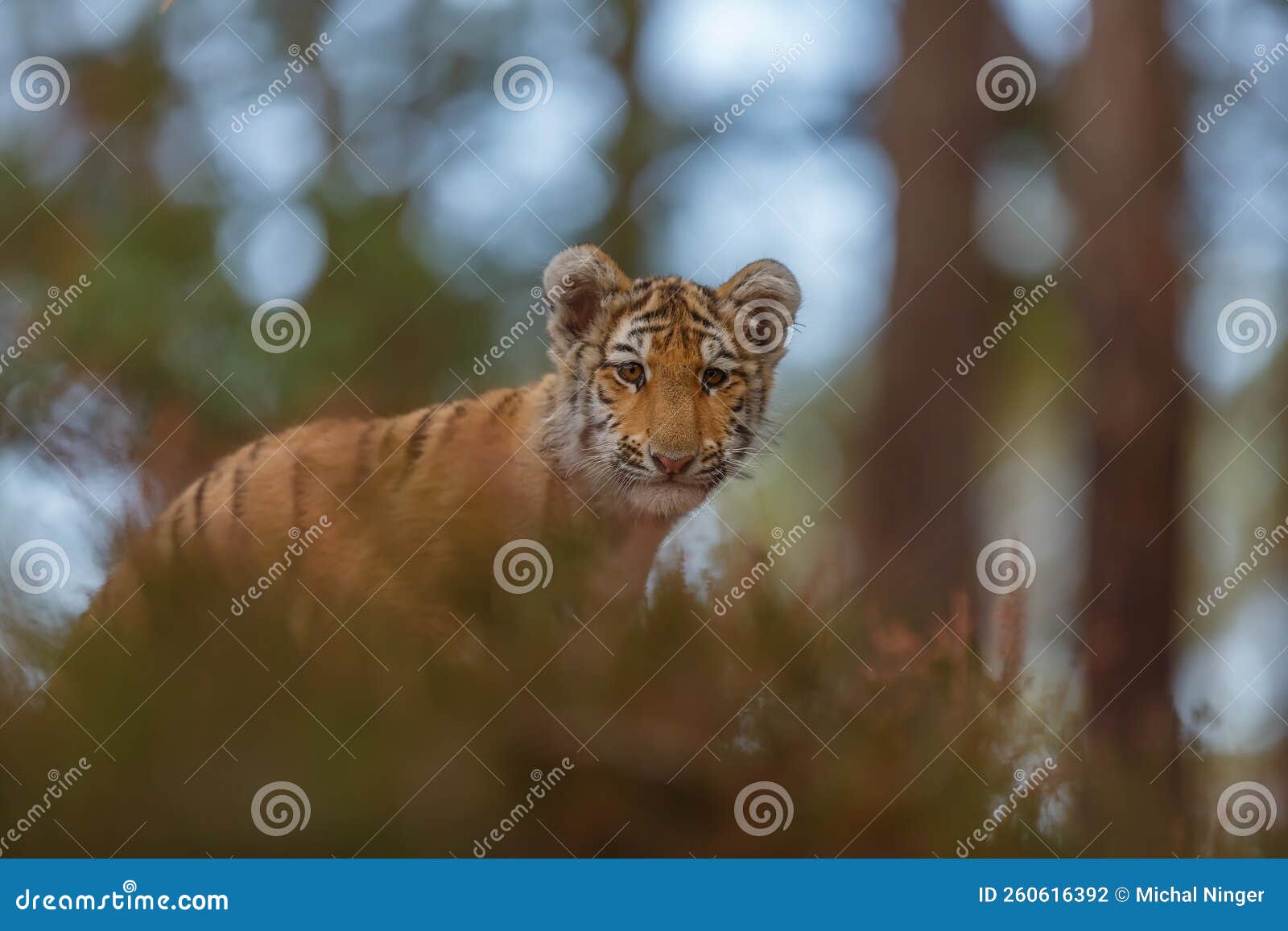 Young U Bengal Tiger Panthera Tigris Tigris in the Forest in the ...