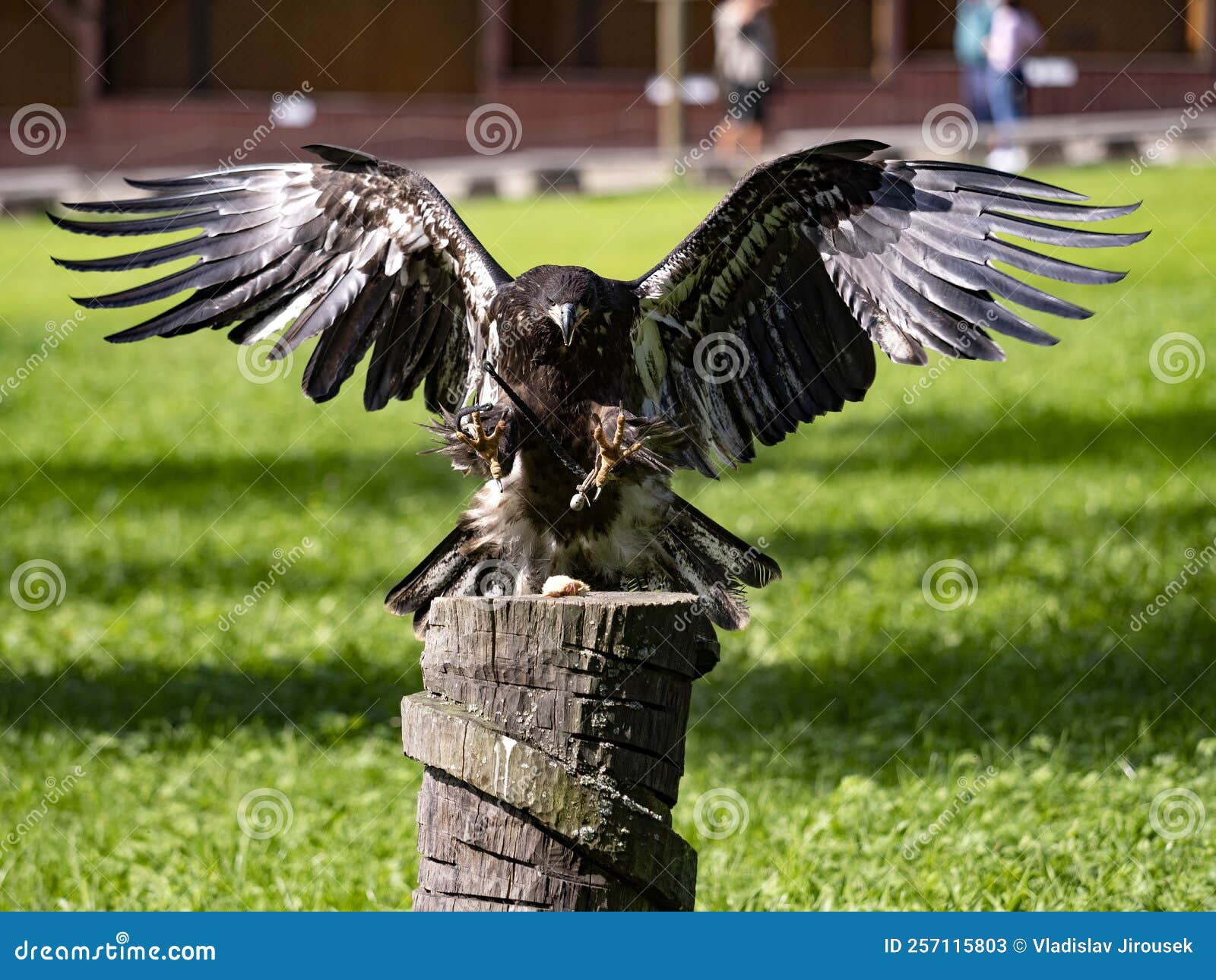 Young Uncolored Bald Eagle, Haliaeetus Leucocephalus, Flies during ...
