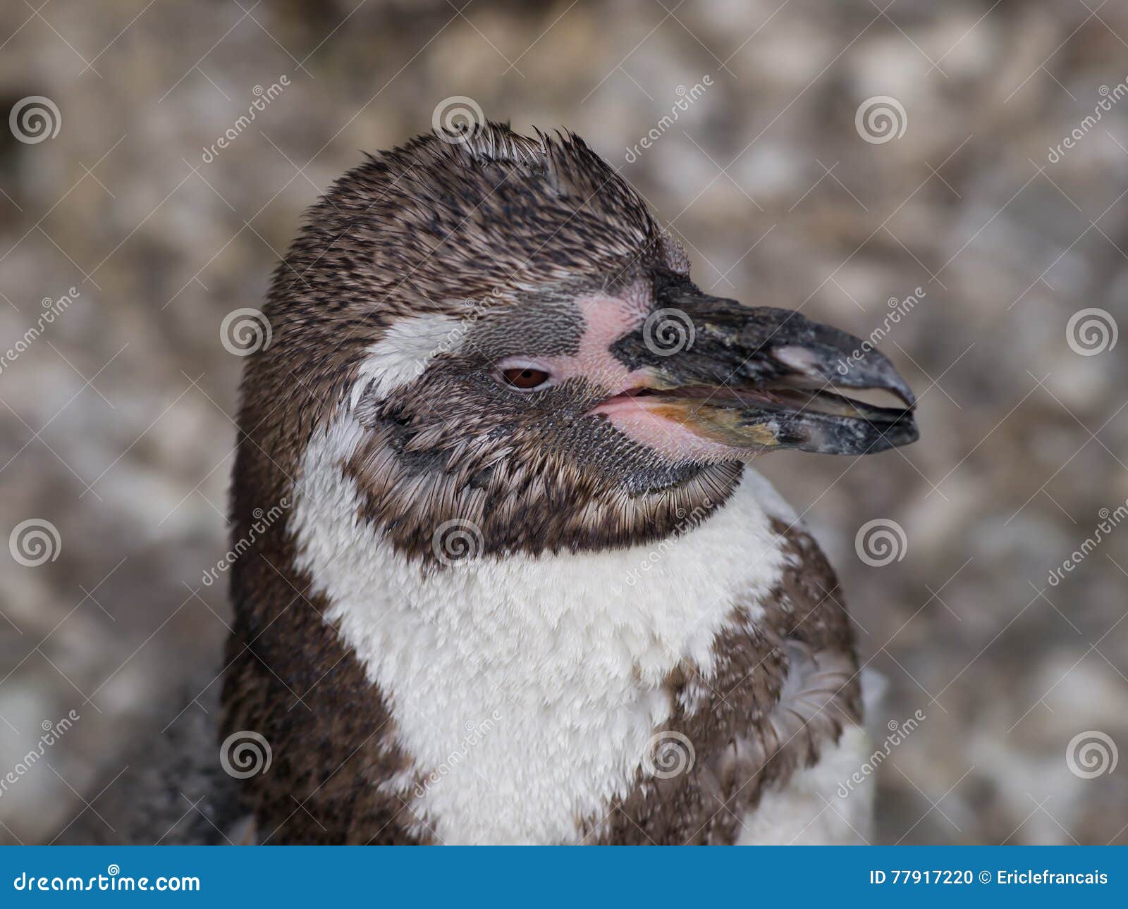 Young Unhealthy Penguin Head Stock Photo - Image of sick, young: 77917220