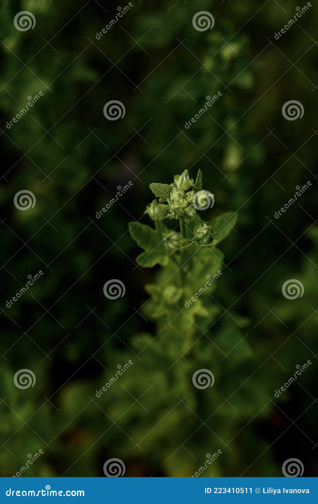 Young Unopened Green Flower Buds Stock Image - Image of blurred ...