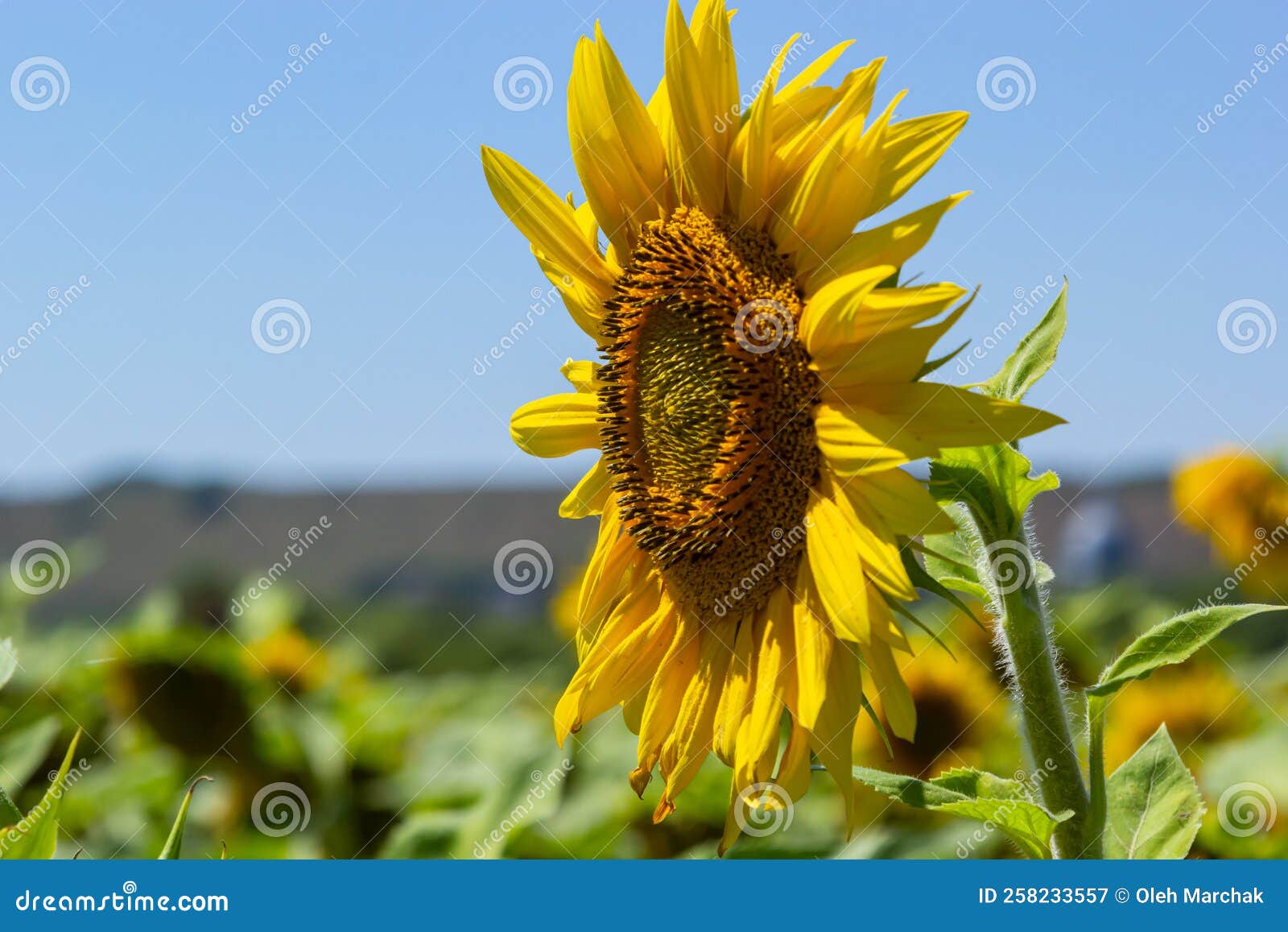 A Young Unopened Sunflower Grows in a Field. Sunflower Cultivation ...