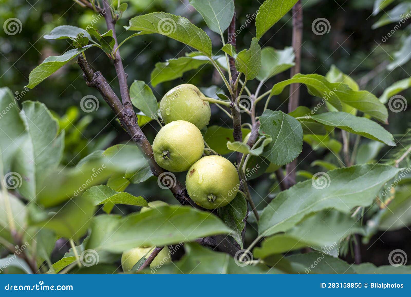 Young Unripe Apples on a Branch of Apple Fruit Tree in the Orchard ...