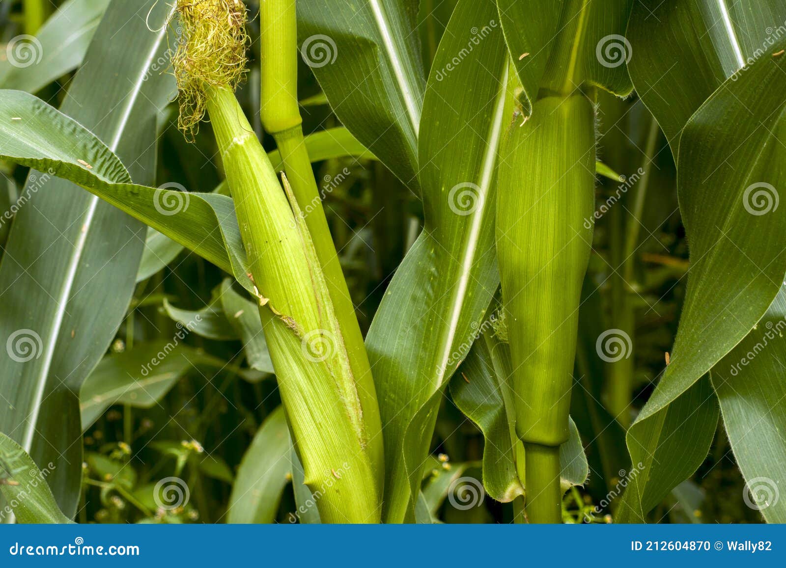 Young, Unripe Corn Growing on a Bush in a Cornfield. Stock Photo ...