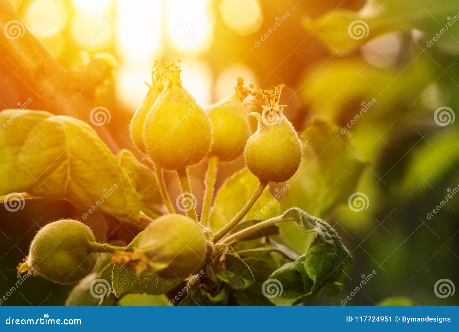 Young Unripe Fruits on an Apple Tree Stock Image - Image of beautiful ...