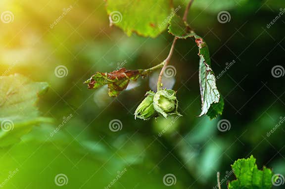 Young Unripe Hazelnuts on Branches. Hazelnut Harvest. Stock Photo ...