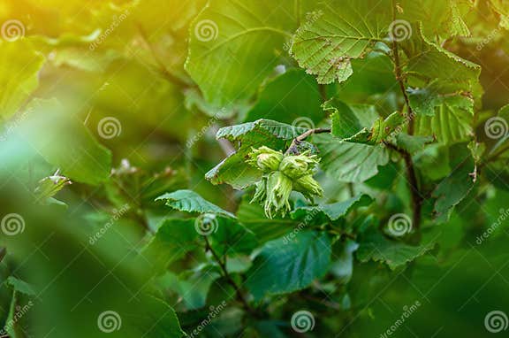 Young Unripe Hazelnuts on Branches. Hazelnut Harvest. Stock Photo ...