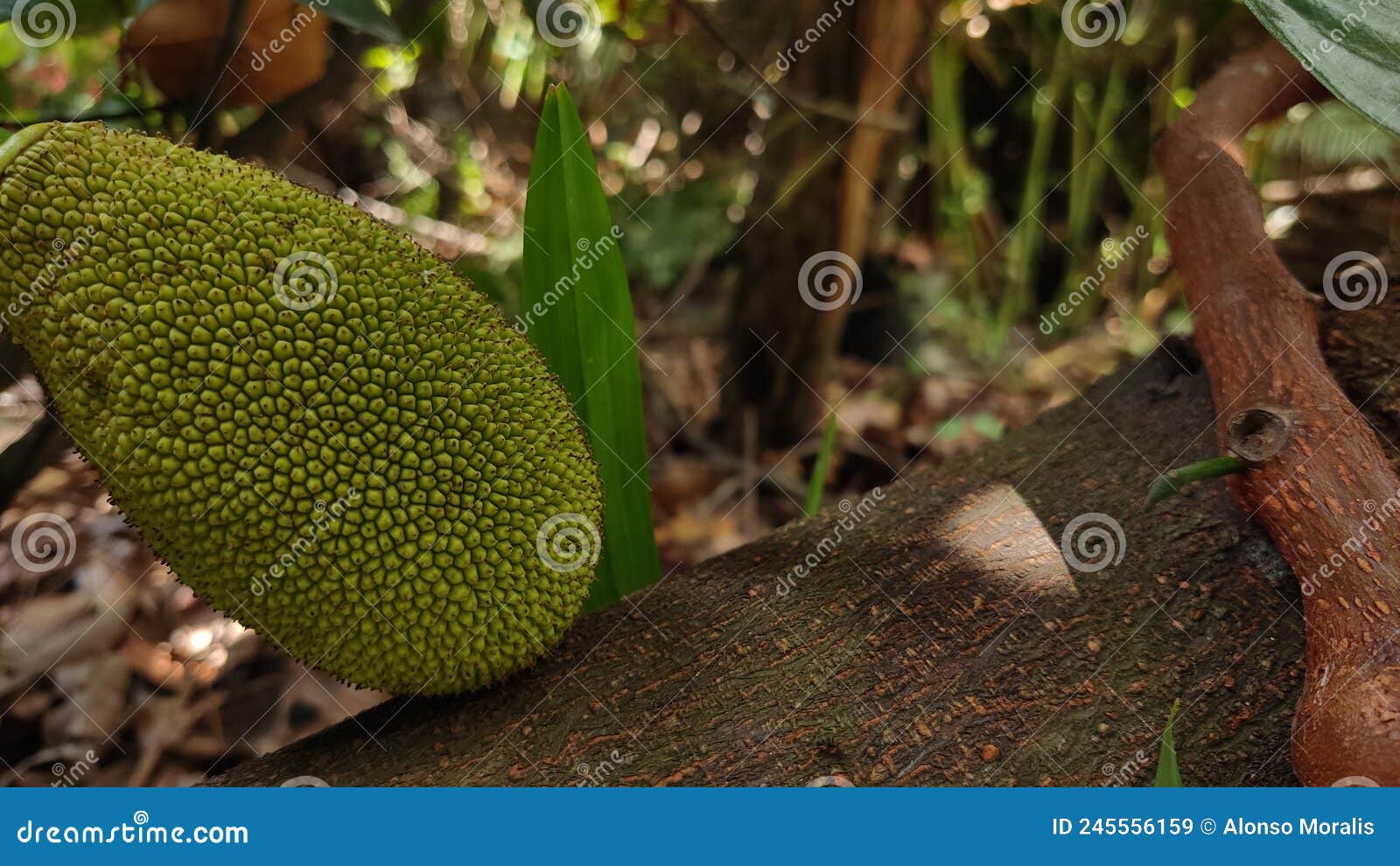 Young Unripe Jackfruit on Tree Stock Image - Image of jackfruit, young ...