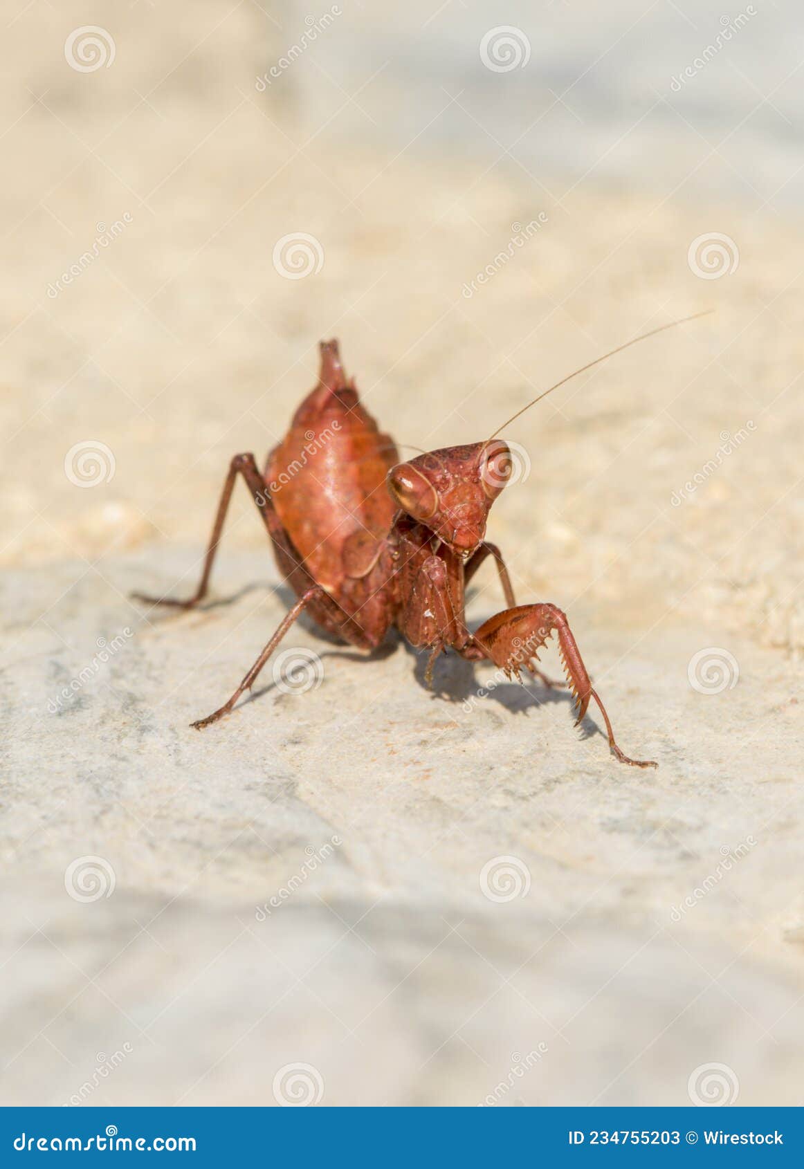 A Praying Mantis, Mantis Religiosa, Spain. Stock Image - Image of ...