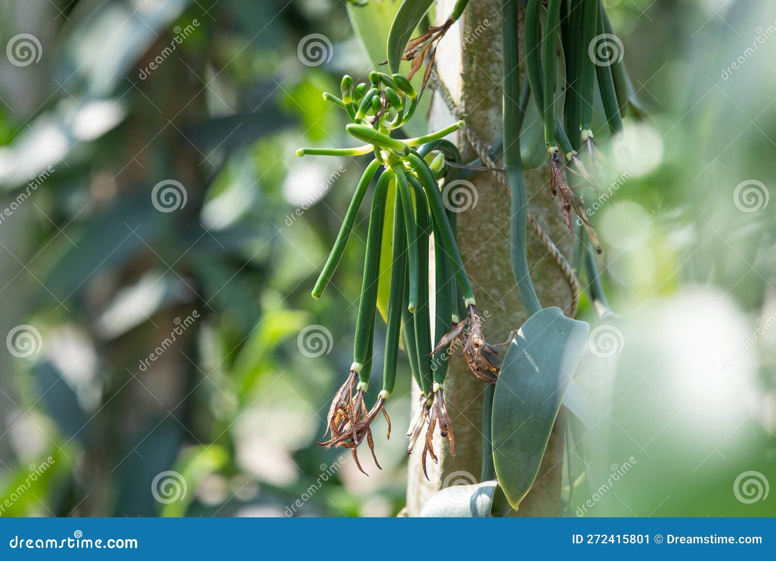 The Young Vanilla Pod after Being Pollinated. Stock Image - Image of ...