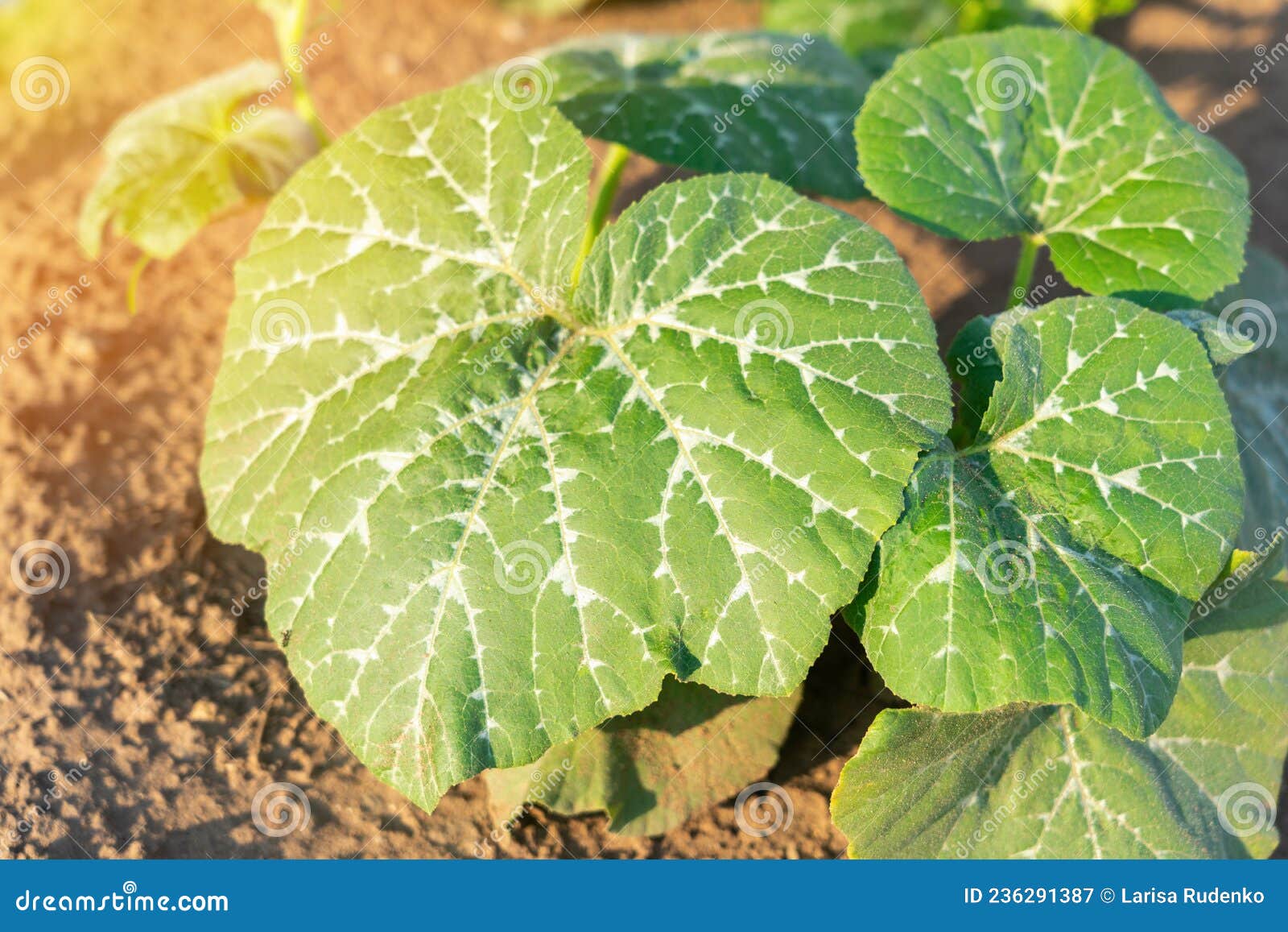 Young Vegetable Bush Vegetable Marrow in the Garden Bed Stock Image ...