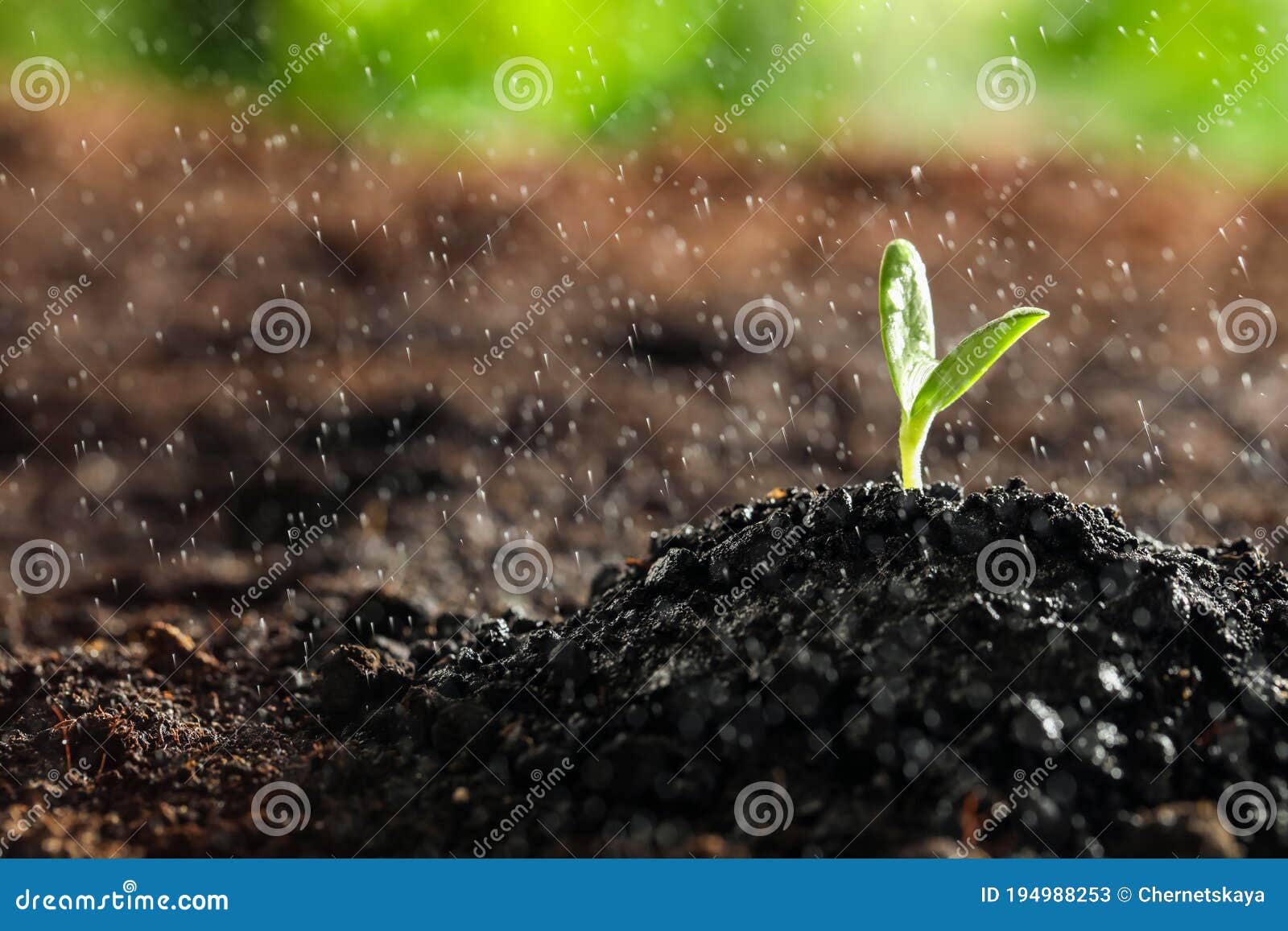 Vegetable Seedling Under Rain Outdoors, Space for Text Stock Image ...