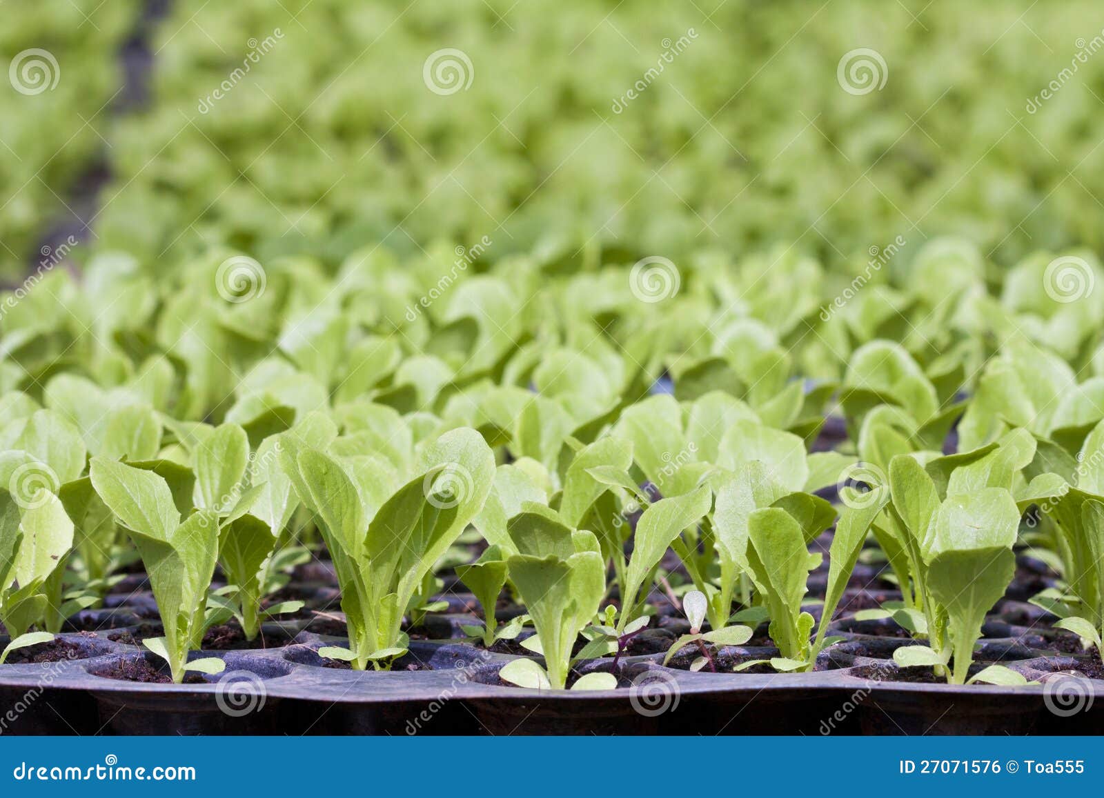 Young vegetable seedlings stock photo. Image of tray - 27071576