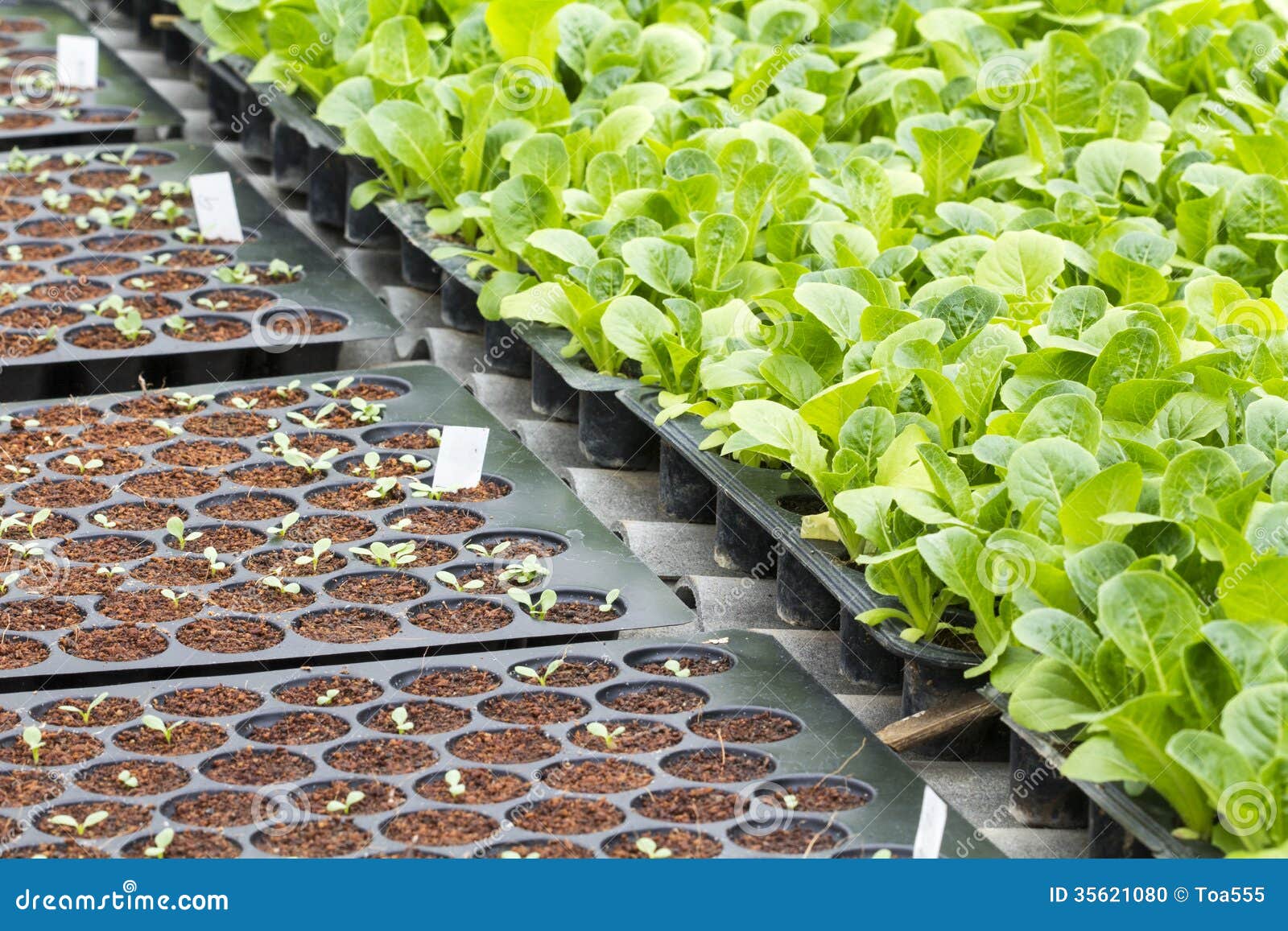 Young vegetable seedlings stock photo. Image of grow - 35621080