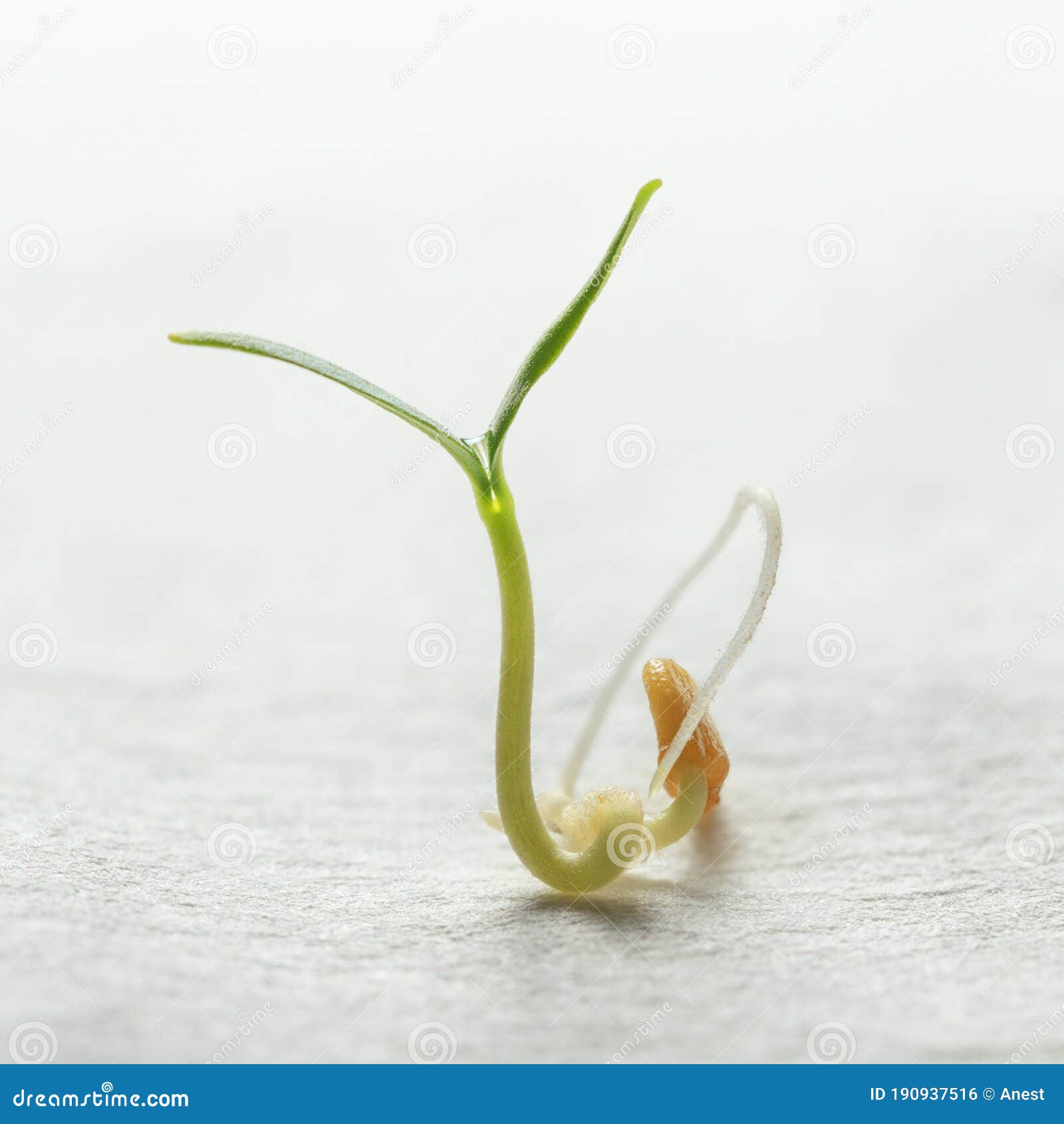 Young vegetable sprout stock photo. Image of beginning - 190937516