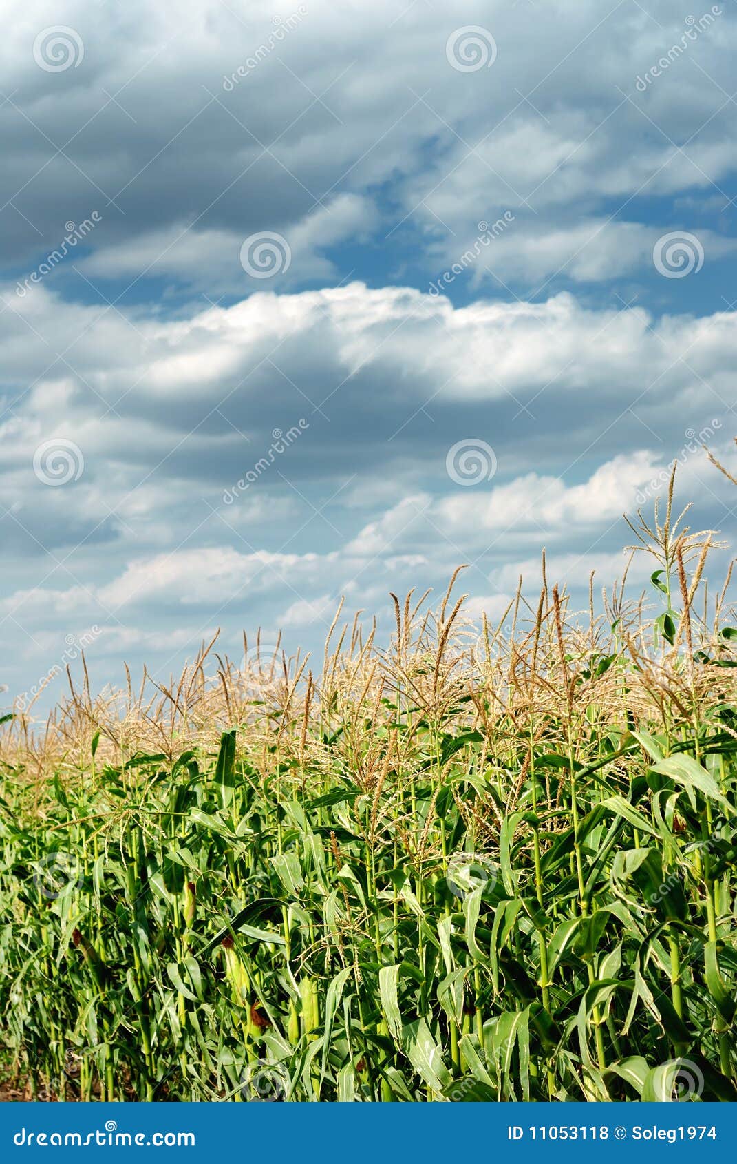 Young Vegetation on a Corn Field Stock Photo - Image of blue ...