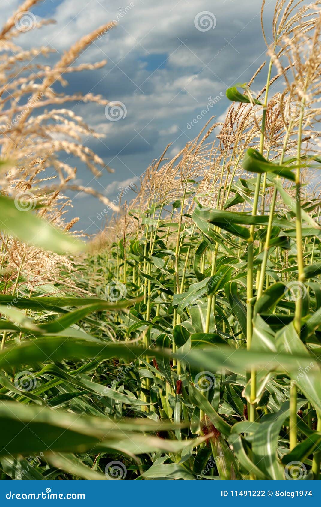 Young Vegetation on a Corn Field Stock Photo - Image of growth, grow ...