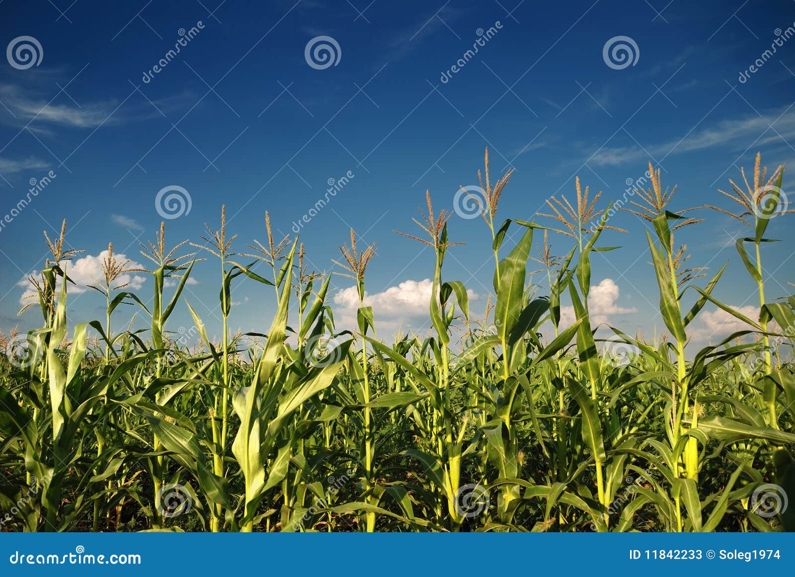 Young Vegetation on a Corn Field Stock Image - Image of grass, country ...