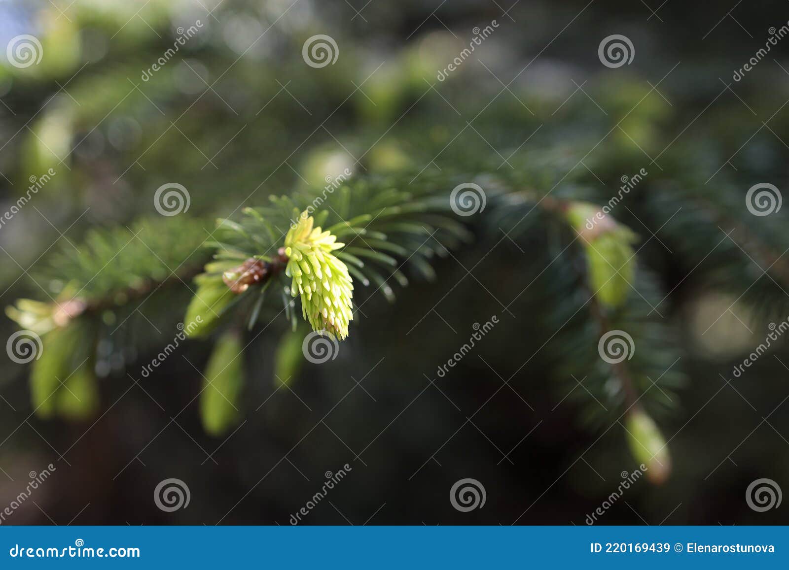 Young Vegetative Spruce Shoots in the Spring Forest Stock Image - Image ...