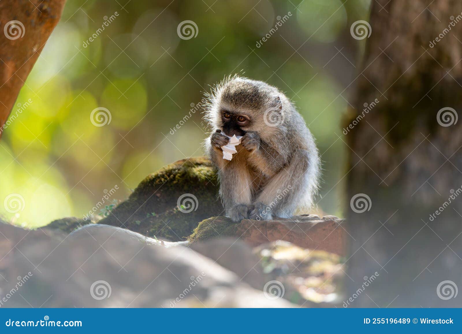 Vervet Monkey Eating Polystyrene Stock Image - Image of conservation ...