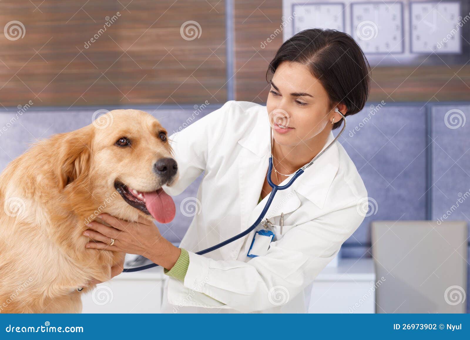 Young vet examining dog stock photo. Image of examination - 26973902
