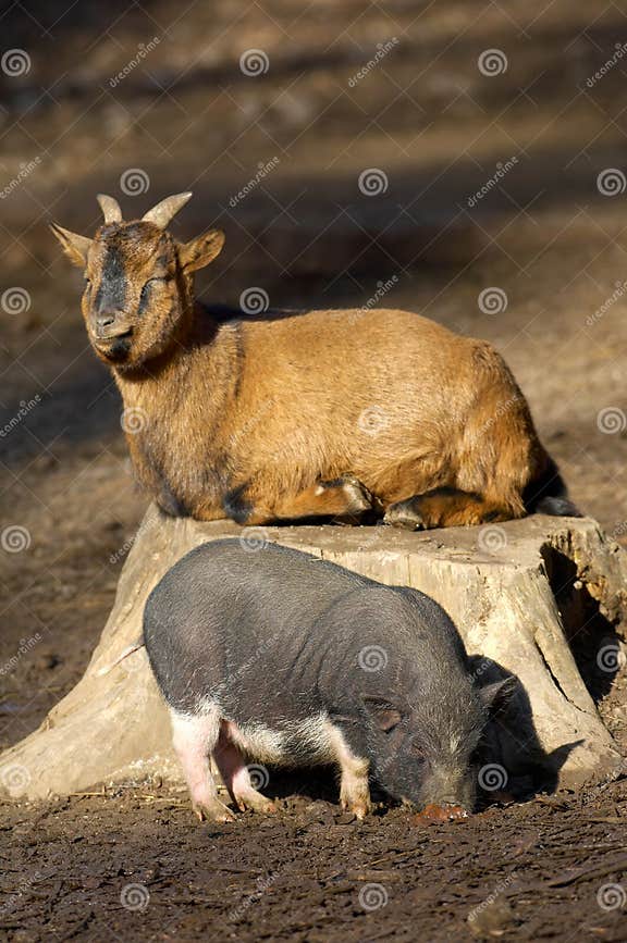 Young Vietnamese Pig and Goat Stock Image - Image of vietnamese, nature ...