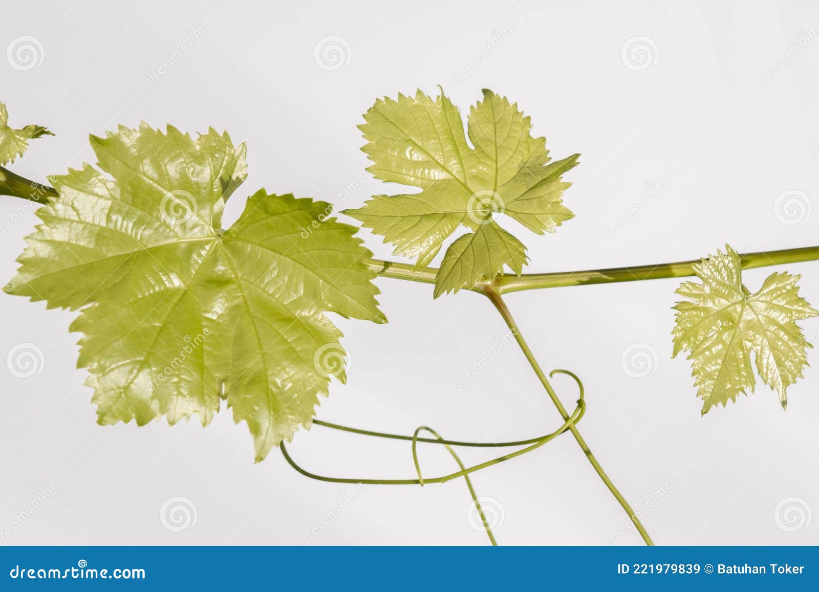 Young Vine Leaves on an Isolated White Backdrop Background. Stock Image ...
