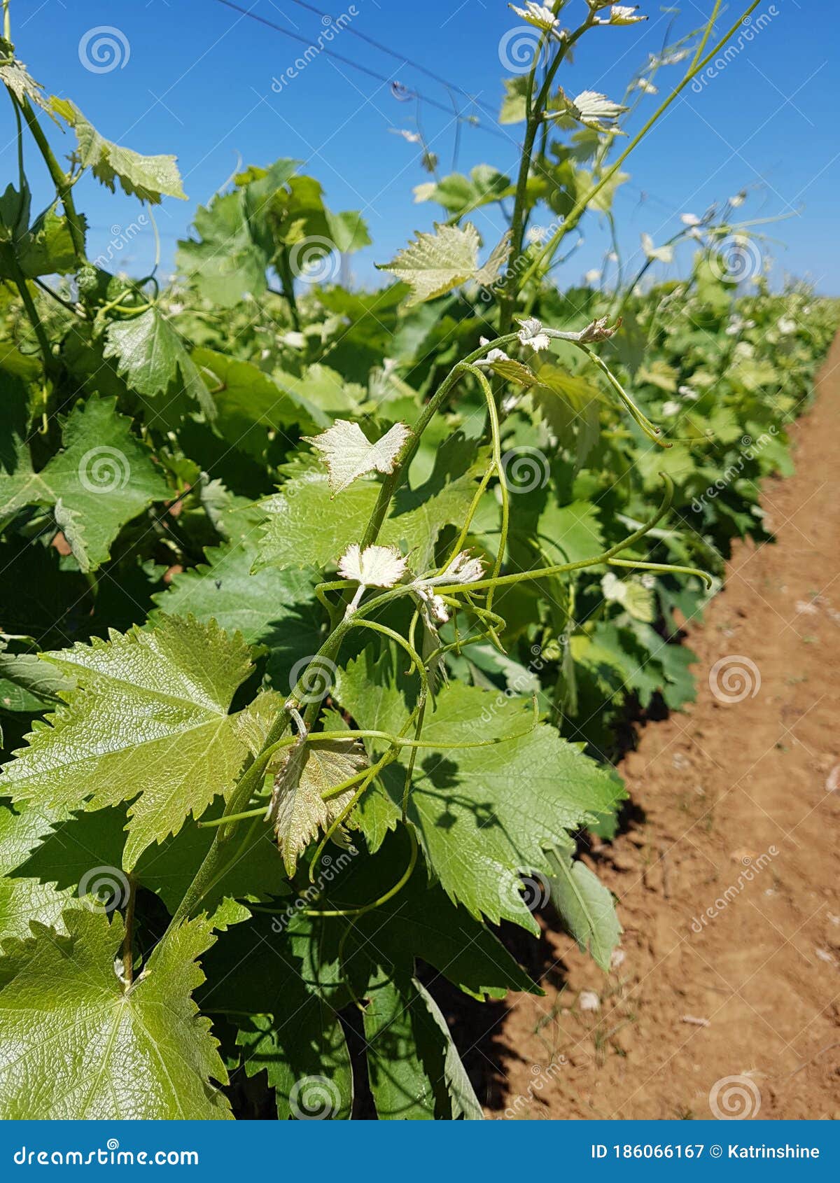 Young Vine Leaves in Spring in a South Italian Vineyards Stock Image ...