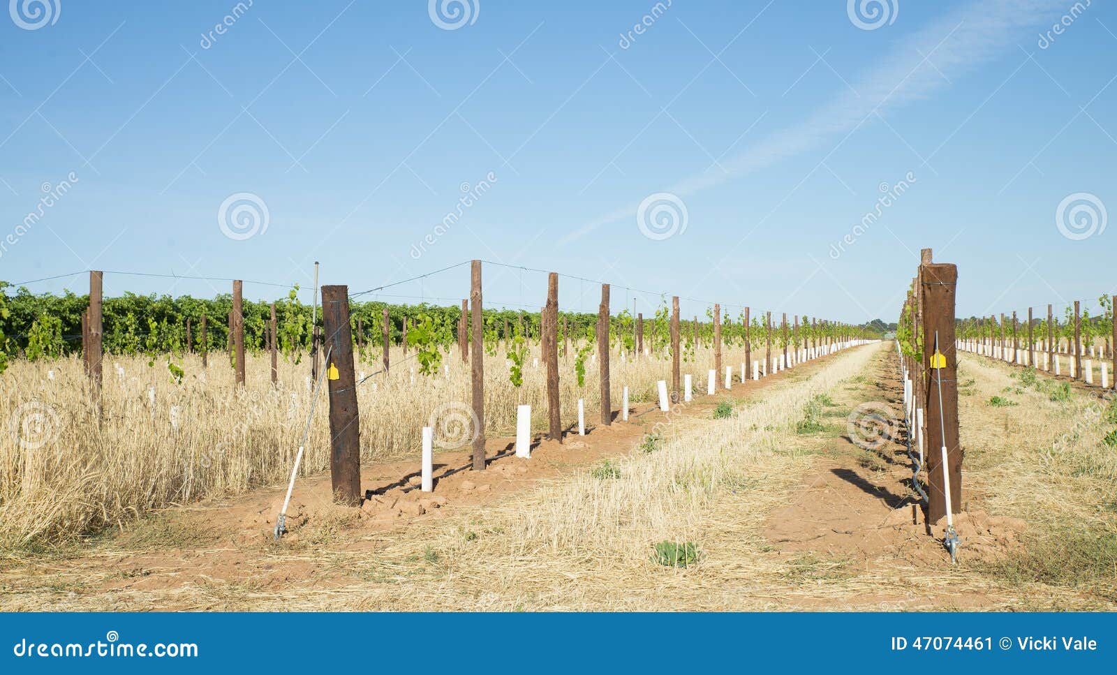 Young Vines in Grow Tubes. stock image. Image of leaves - 47074461
