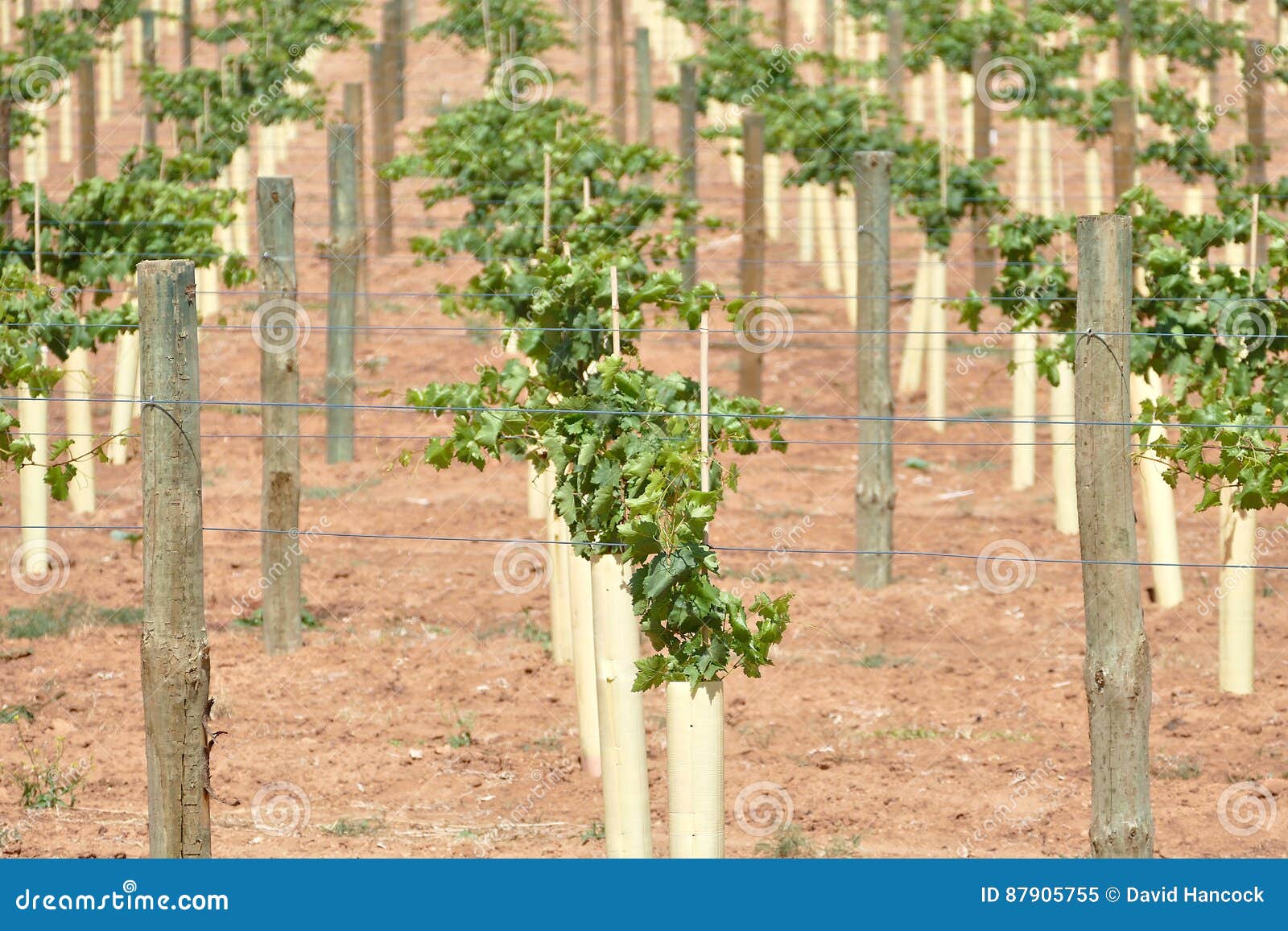 Young Vines stock image. Image of sultanas, agriculture - 87905755